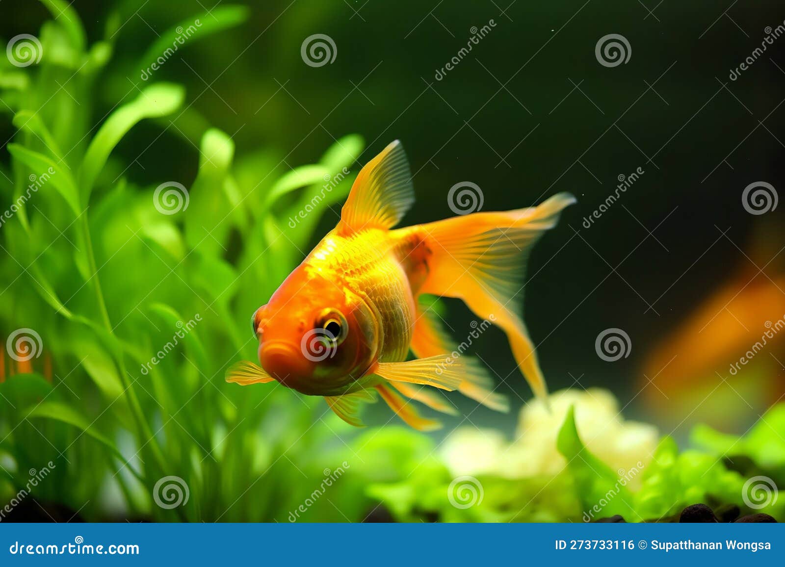 Underwater Goldfish in the Pool Stock Illustration - Illustration of ...