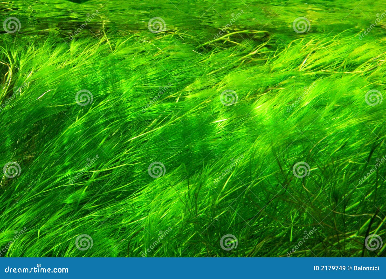 Underwater grass stock image. Image of background, grass - 2179749