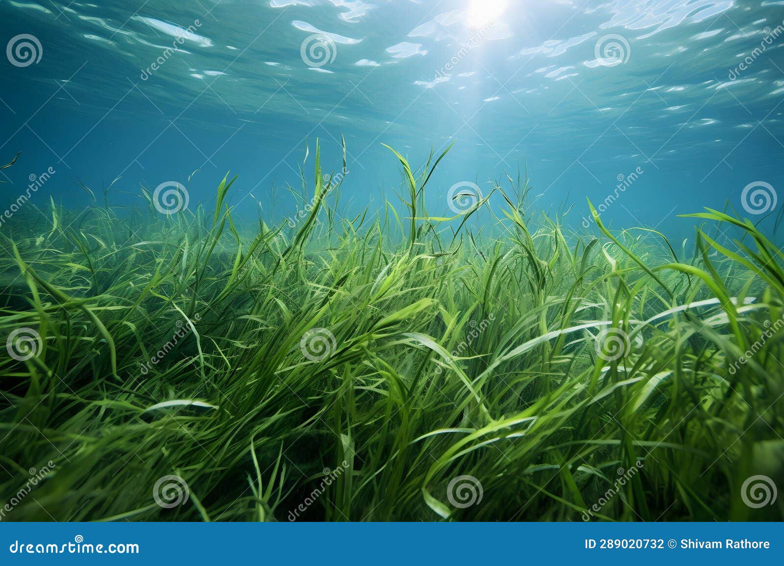 An Underwater Grassy Field with Rays of Sunlight Illuminating the Scene ...