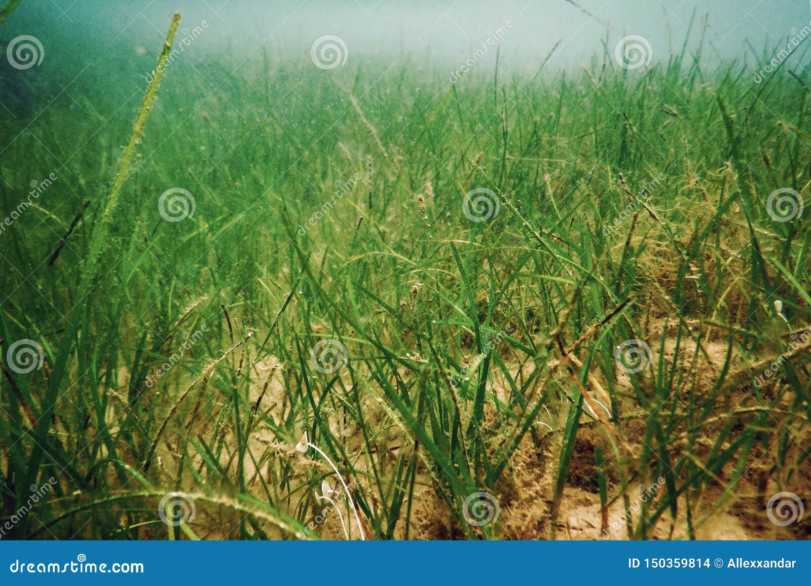 Underwater Green Sea Grass, Sea Grass Underwater Stock Photo - Image of ...