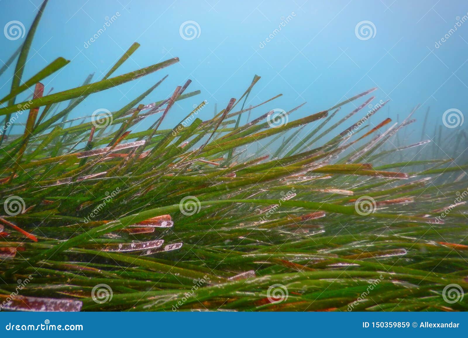 Underwater Green Sea Grass, Sea Grass Underwater Stock Image - Image of ...