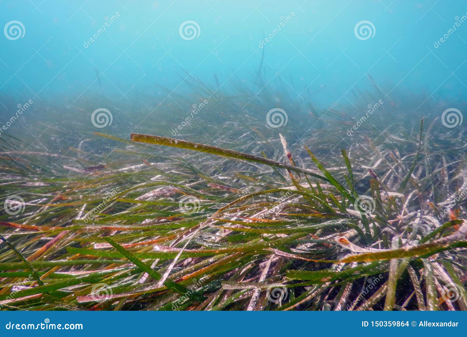 Underwater Green Sea Grass, Sea Grass Underwater Stock Photo - Image of ...