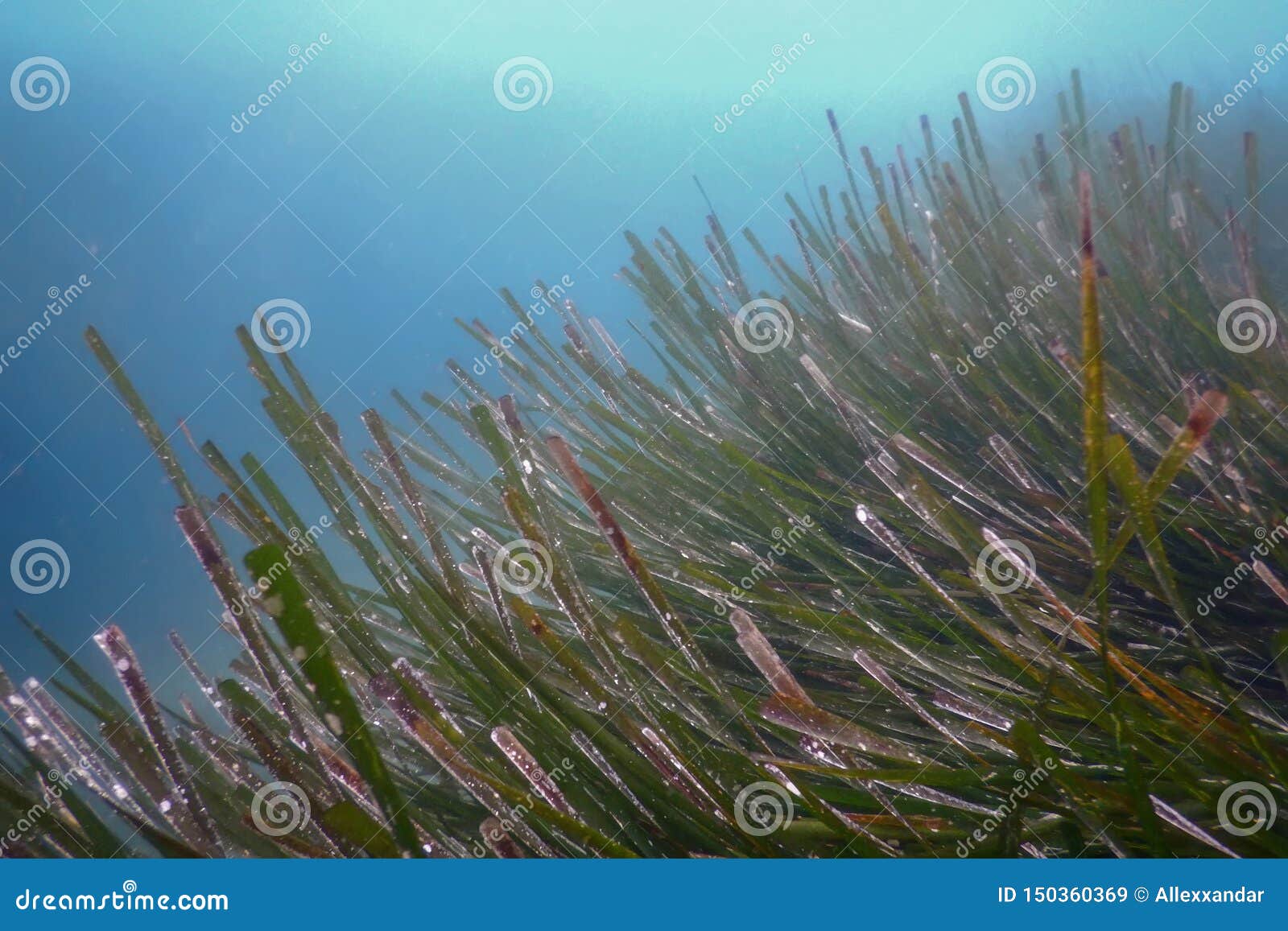 Underwater Green Sea Grass, Sea Grass Underwater Stock Image - Image of ...