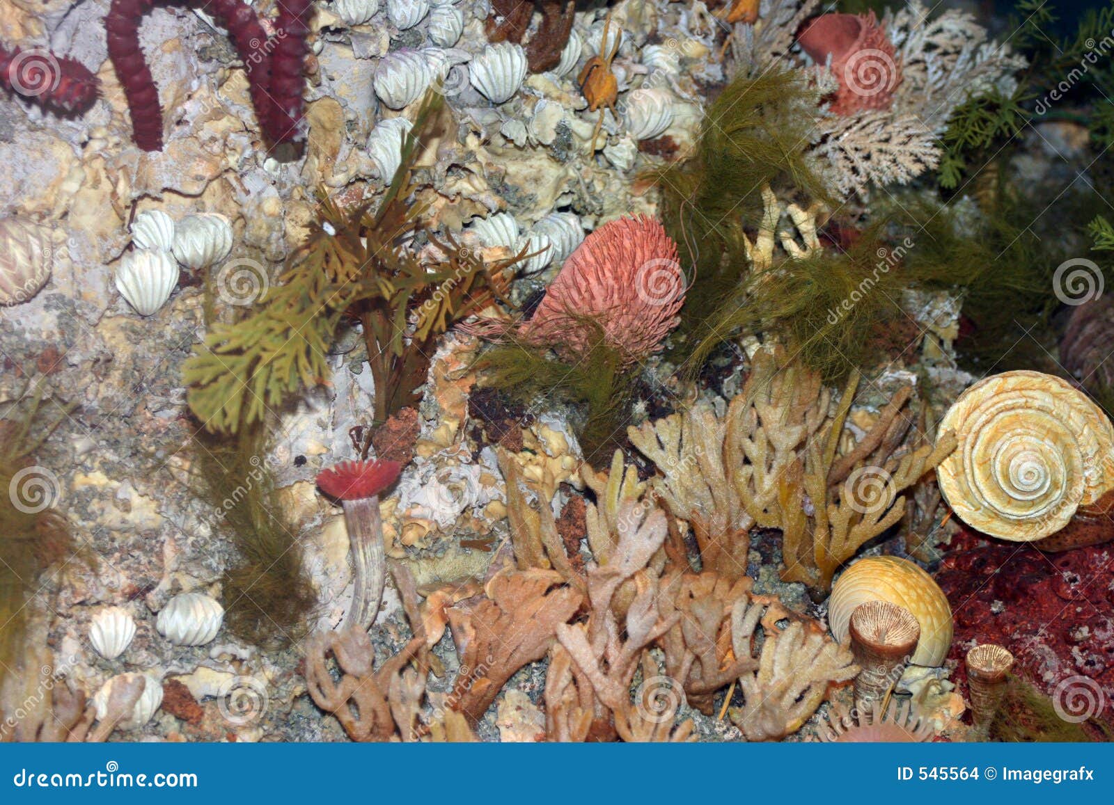 Underwater Habitat stock photo. Image of yellow, ocean - 545564