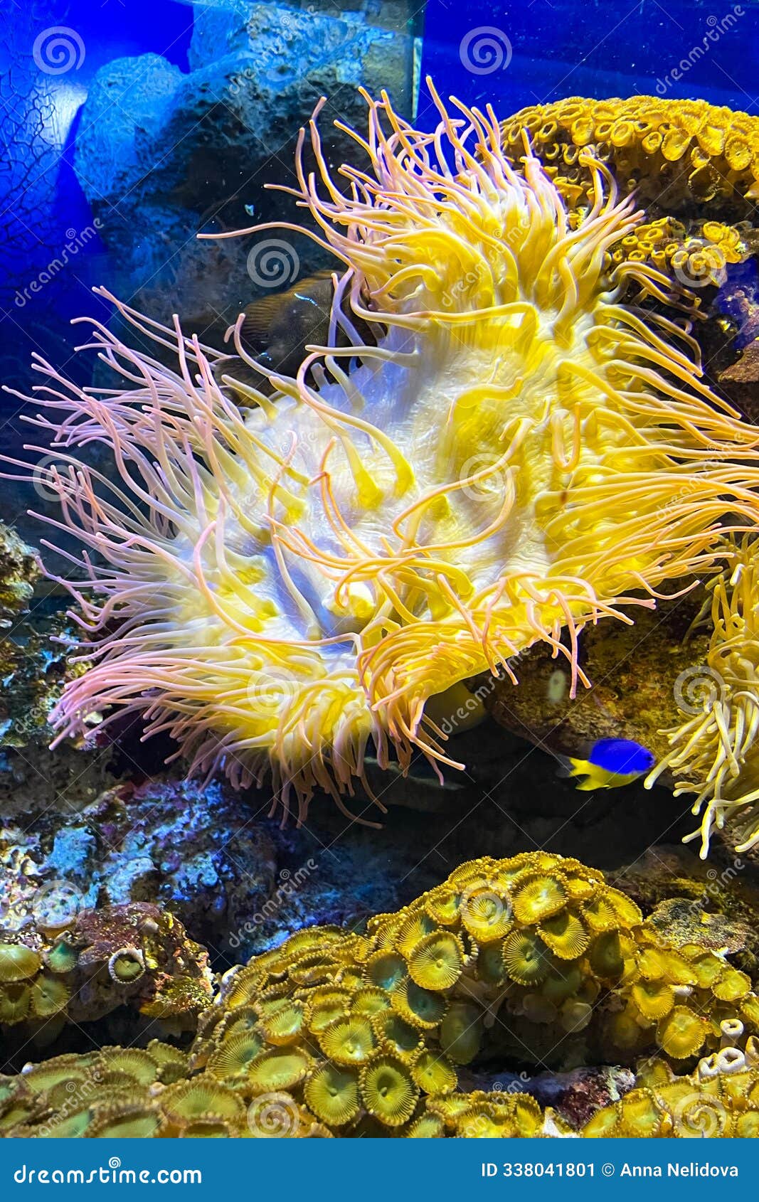Underwater Image of an Actiniaria - Sea Anemone Stock Image - Image of ...
