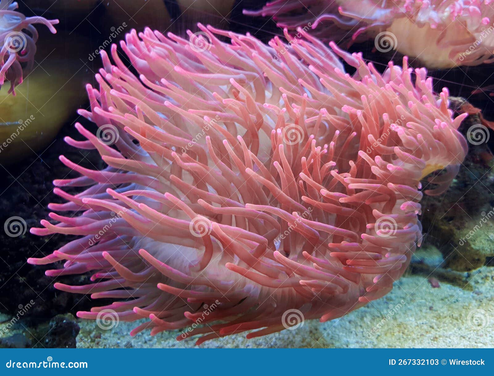 Underwater Image of an Actiniaria - Sea Anemone Stock Image - Image of ...