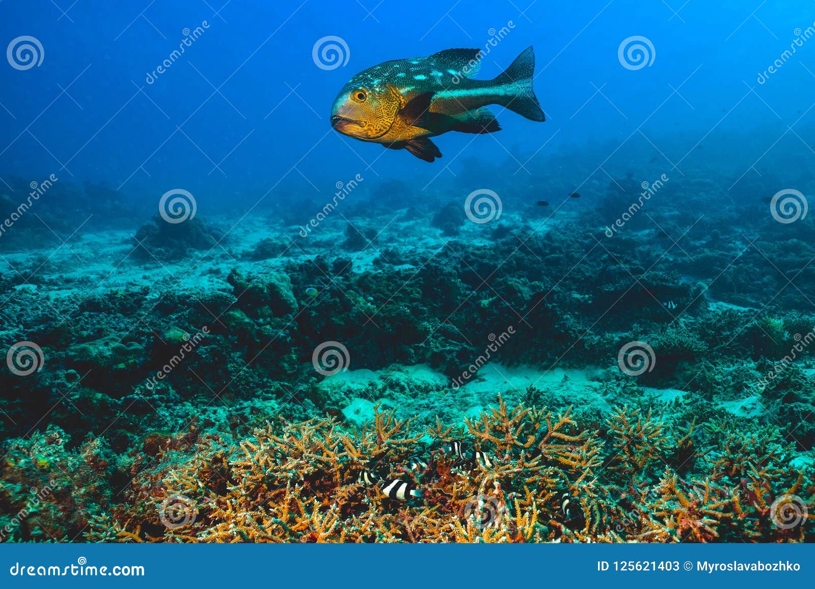 Underwater Image of Colorful Bright Corals Stock Image - Image of ...