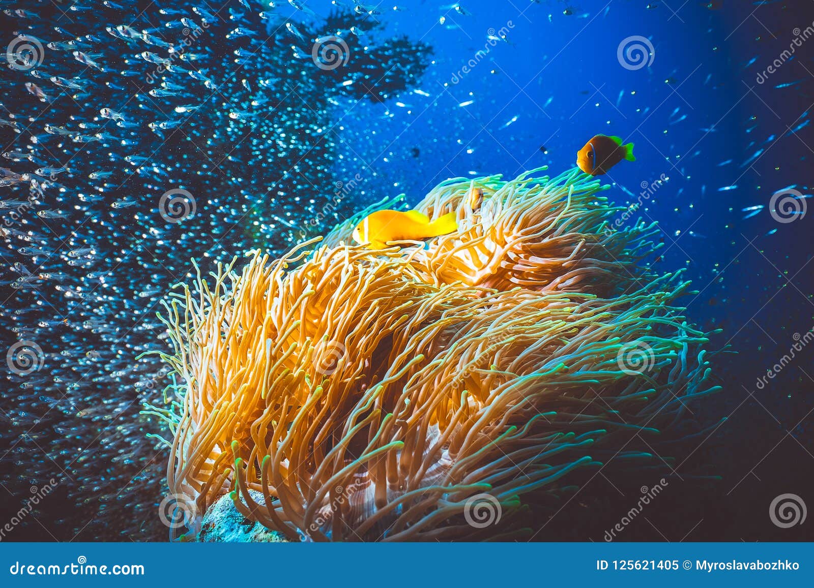 Underwater Image of Colorful Bright Corals Stock Image - Image of deep ...