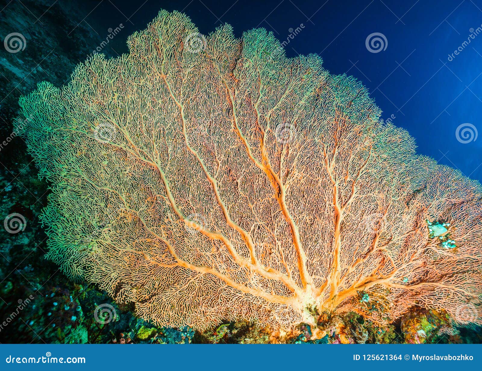Underwater Image of Colorful Bright Corals Stock Photo - Image of ...