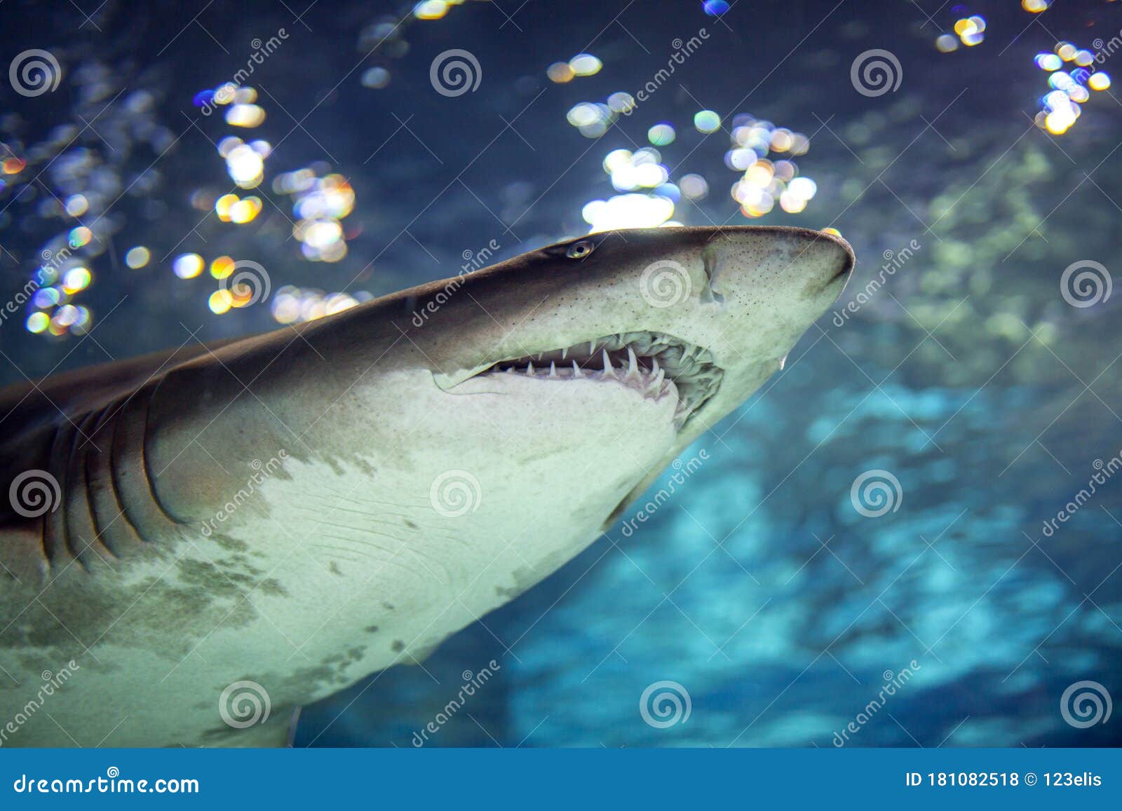 Shark low angle view stock photo. Image of cage, island - 181082518
