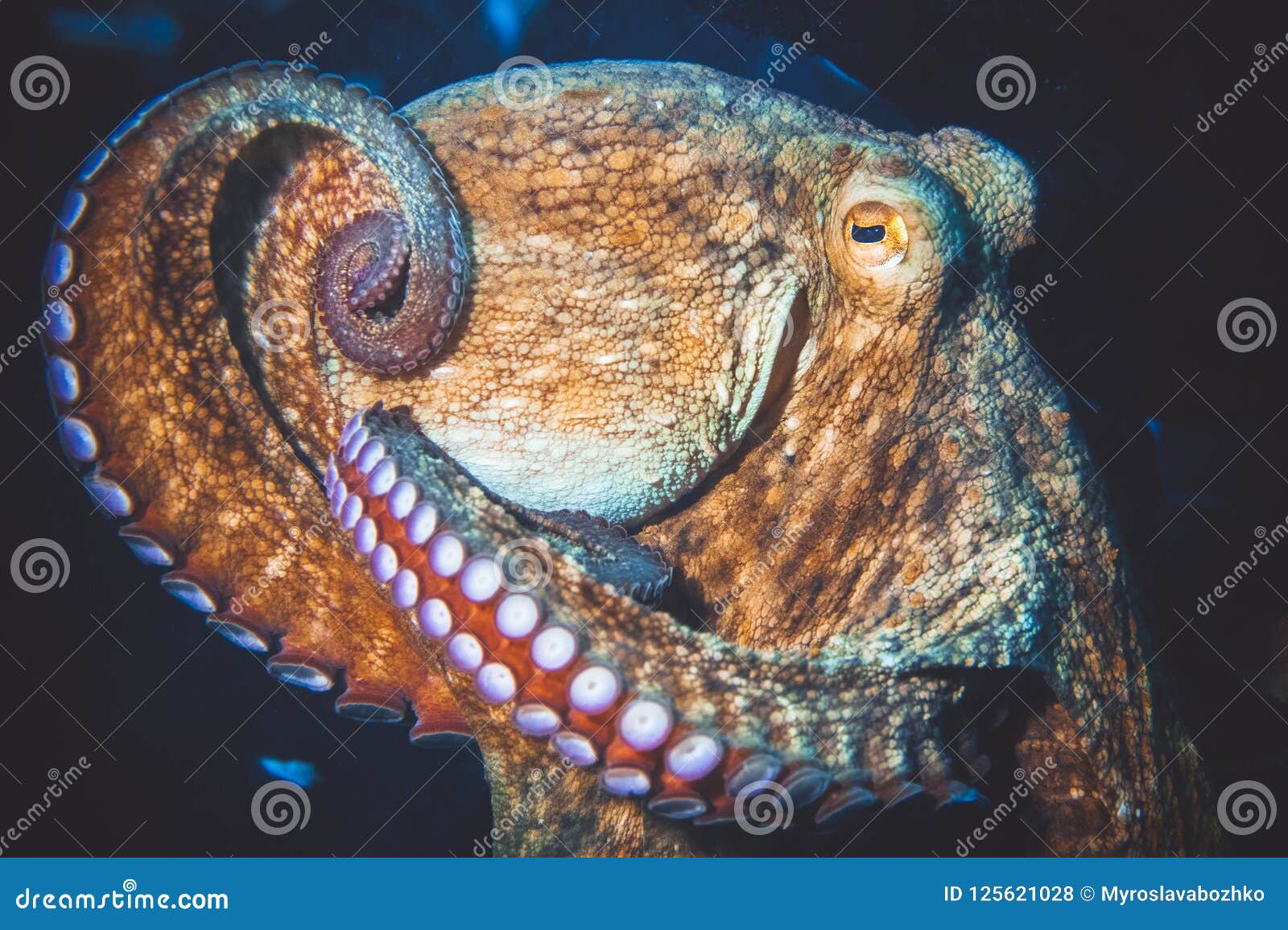 Underwater Image of Octopus Stock Photo - Image of nature, underwater ...