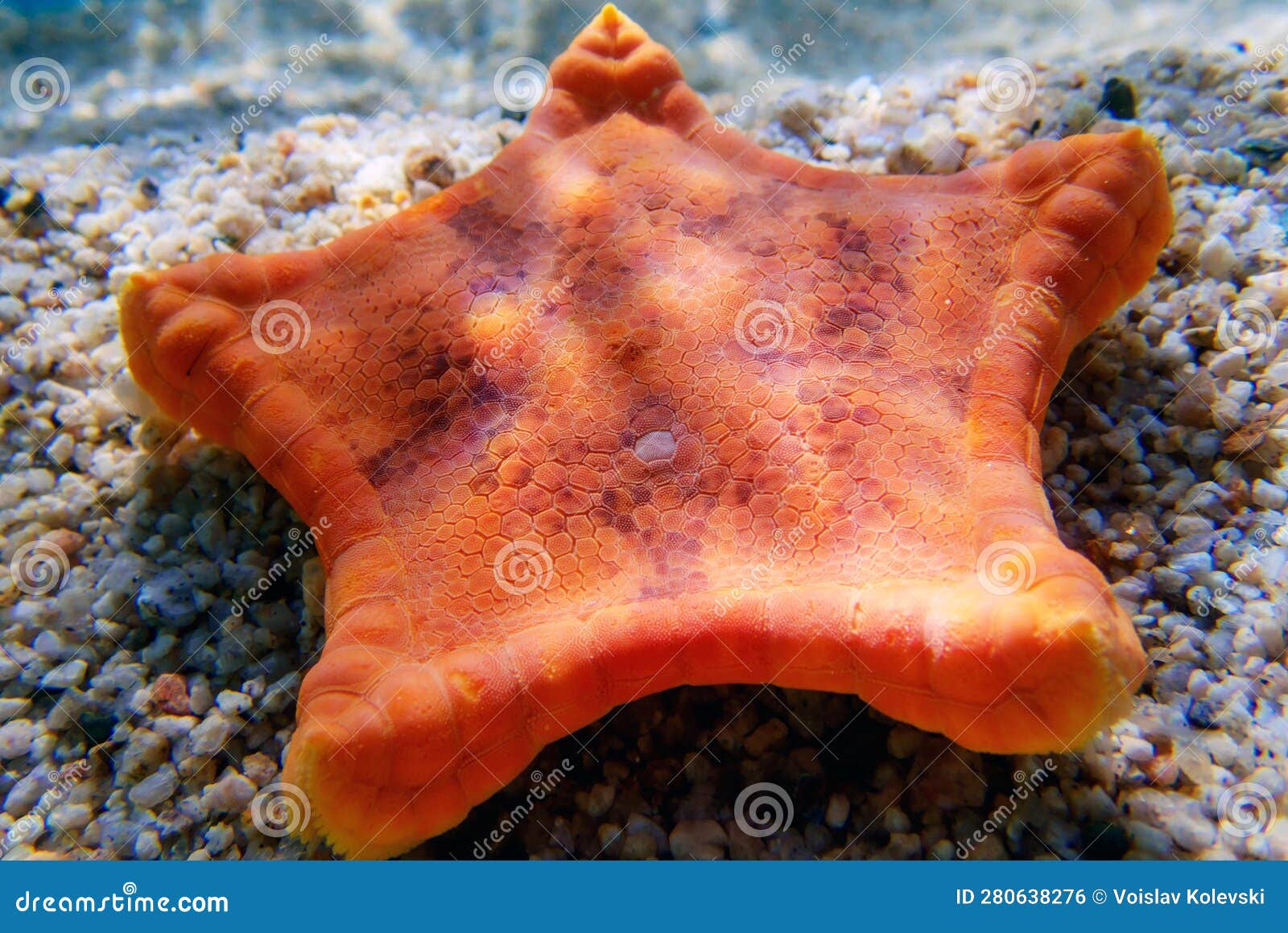 Underwater Image of Placenta Biscuit Starfish - (Sphaerodiscus Placenta ...