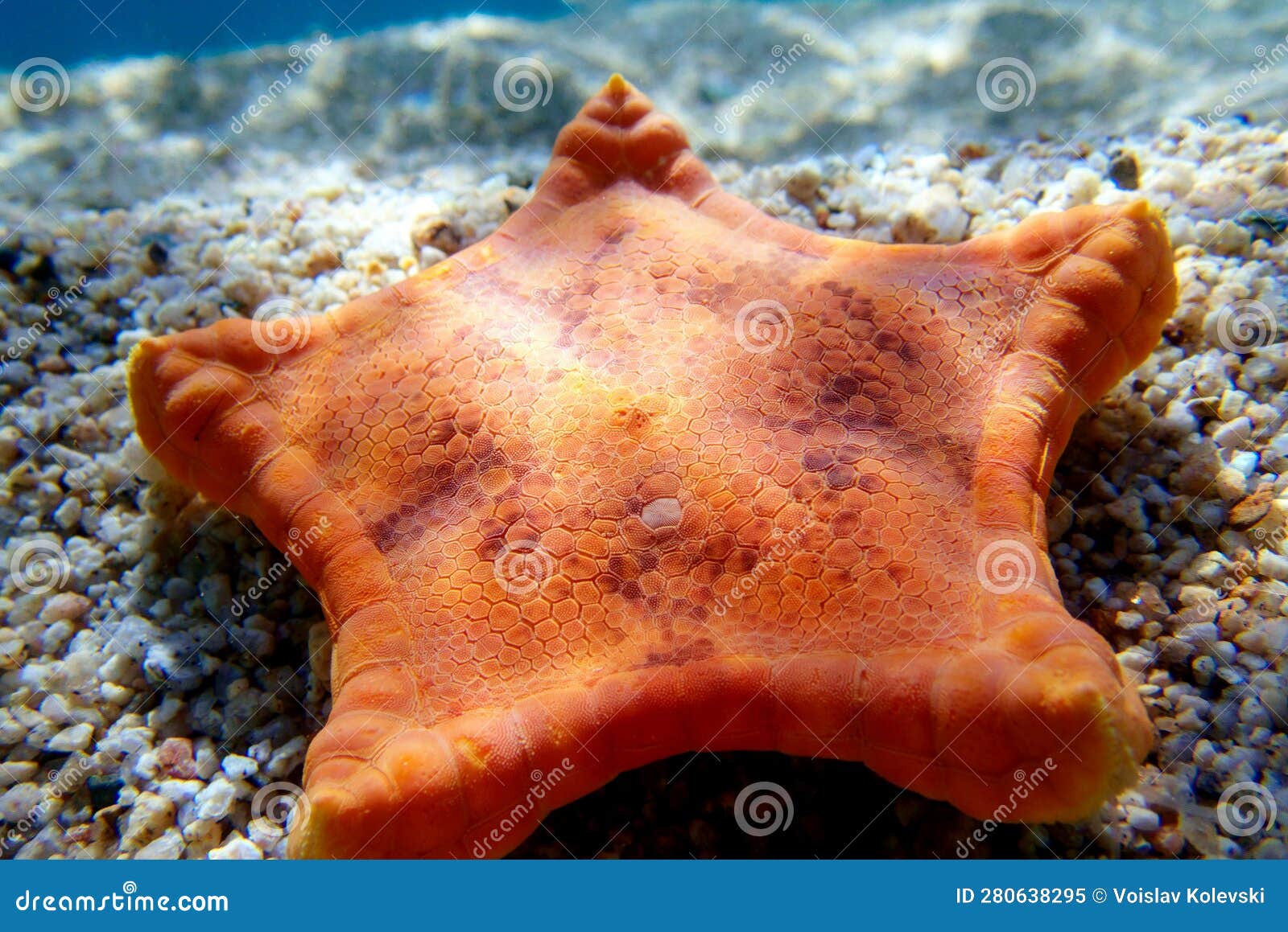 Underwater Image of Placenta Biscuit Starfish - (Sphaerodiscus Placenta ...