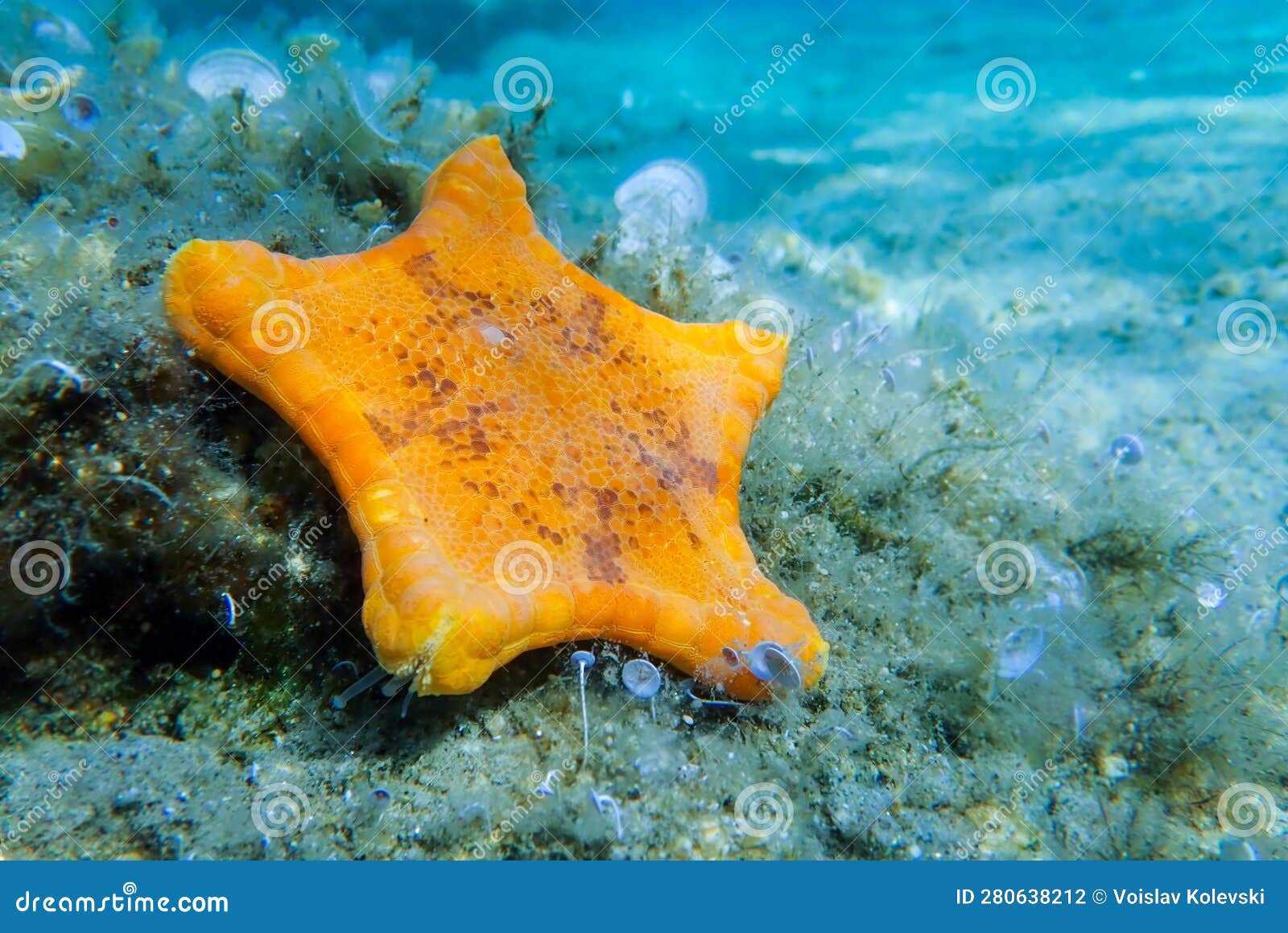 Underwater Image of Placenta Biscuit Starfish - (Sphaerodiscus Placenta ...