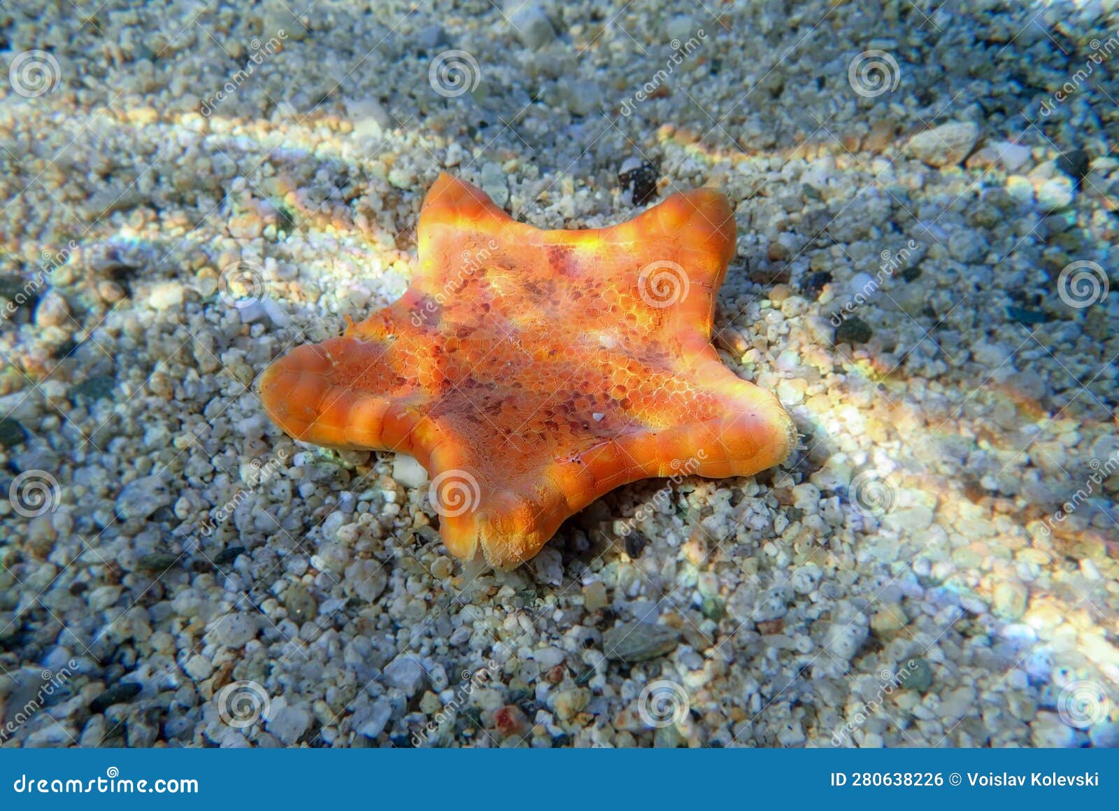 Underwater Image of Placenta Biscuit Starfish - (Sphaerodiscus Placenta ...
