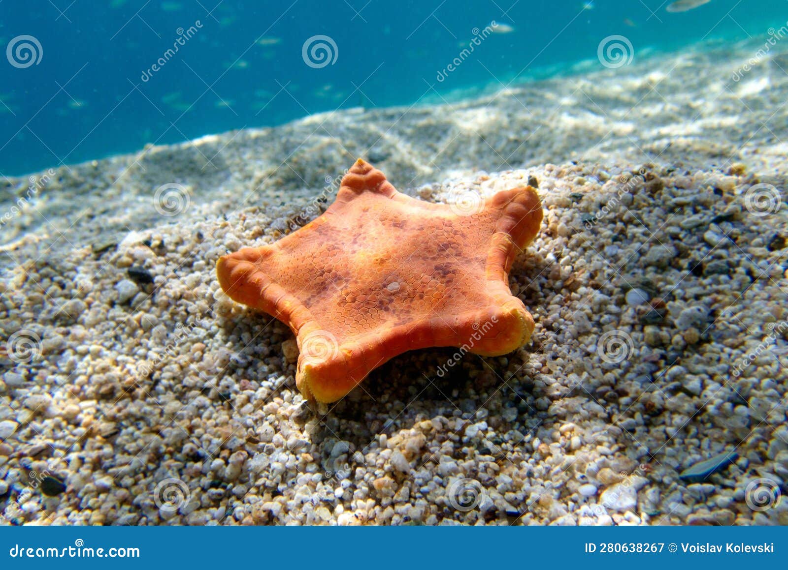 Underwater Image of Placenta Biscuit Starfish - (Sphaerodiscus Placenta ...
