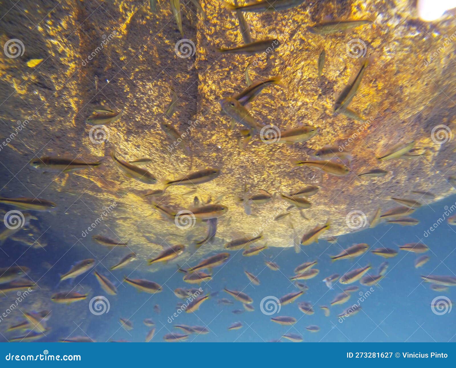 Underwater Image of Small School of Goldfish Stock Image - Image of ...