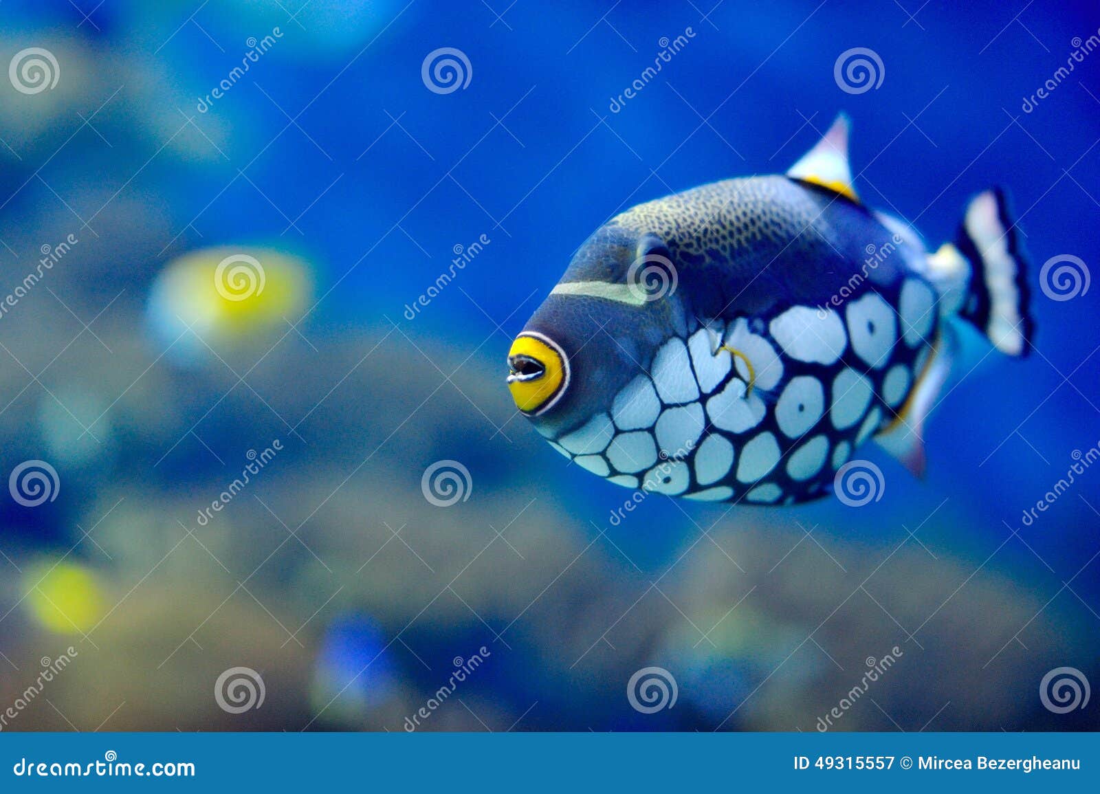 Underwater Image of Tropical Fish Stock Image - Image of tropical ...