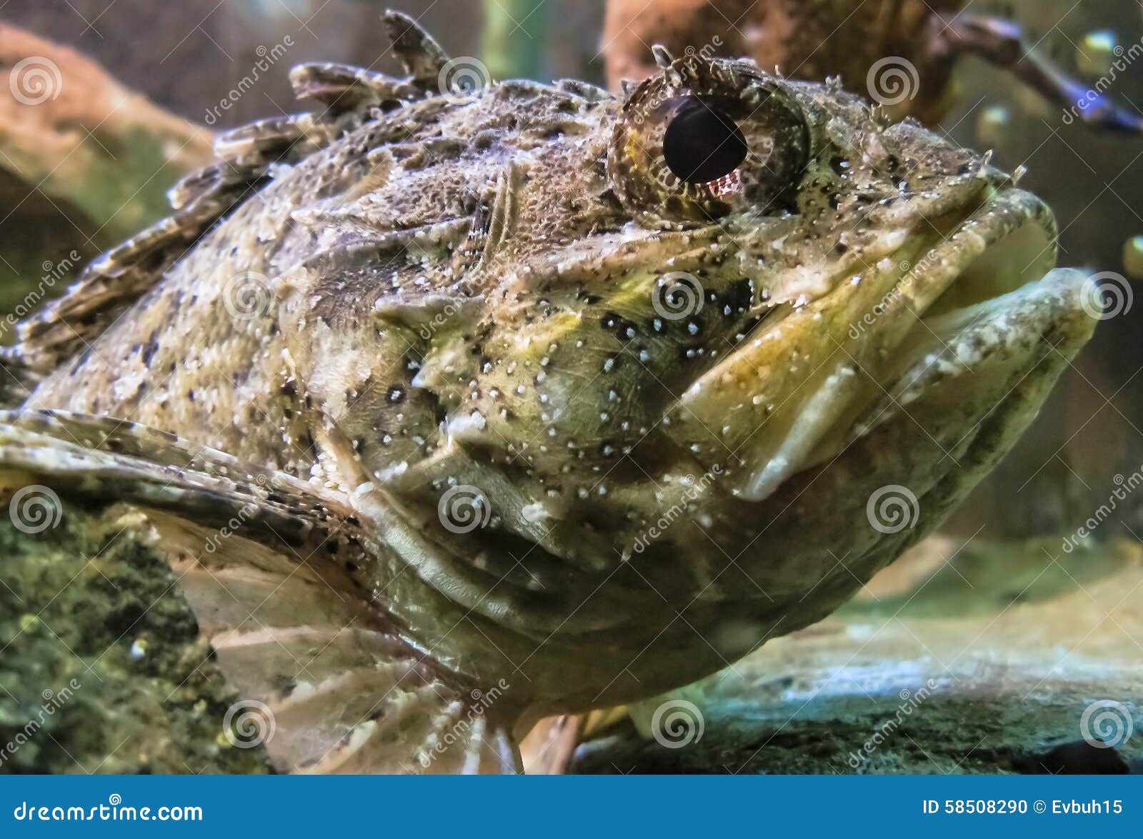 Underwater Image of Tropical Fish Stock Photo - Image of exotic, poison ...