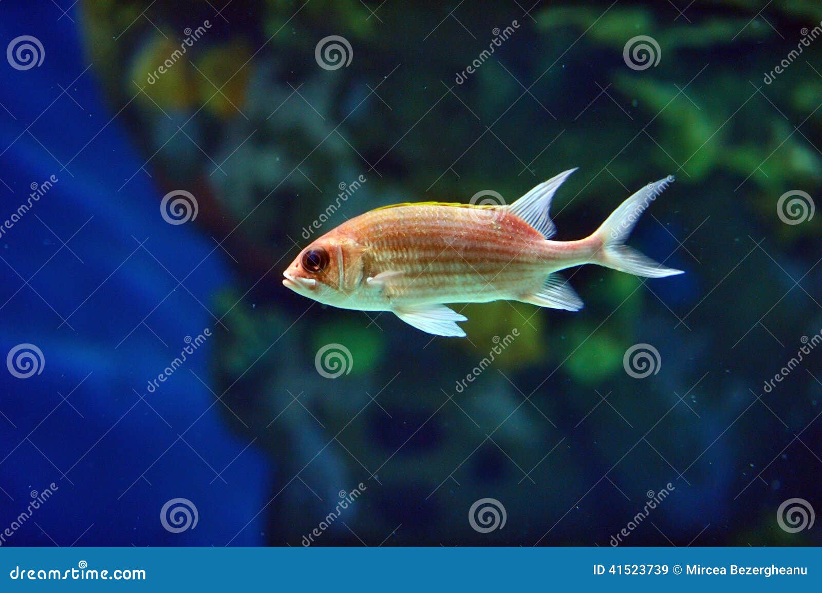 Underwater Image of Tropical Fish Stock Image - Image of tropical ...