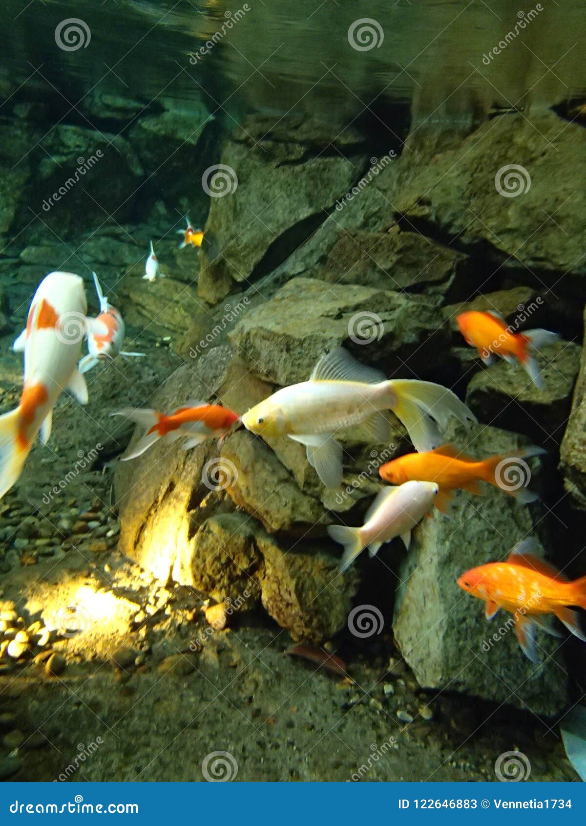 Underwater Koi stock image. Image of underwater, fish - 122646883