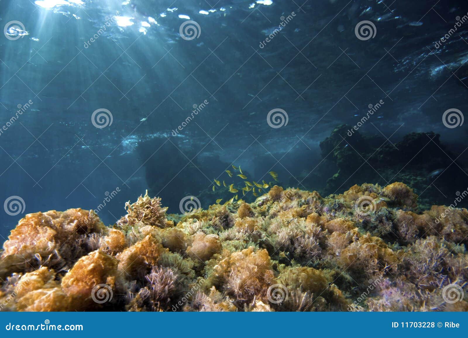 Underwater Landscape stock photo. Image of diving, deep - 11703228