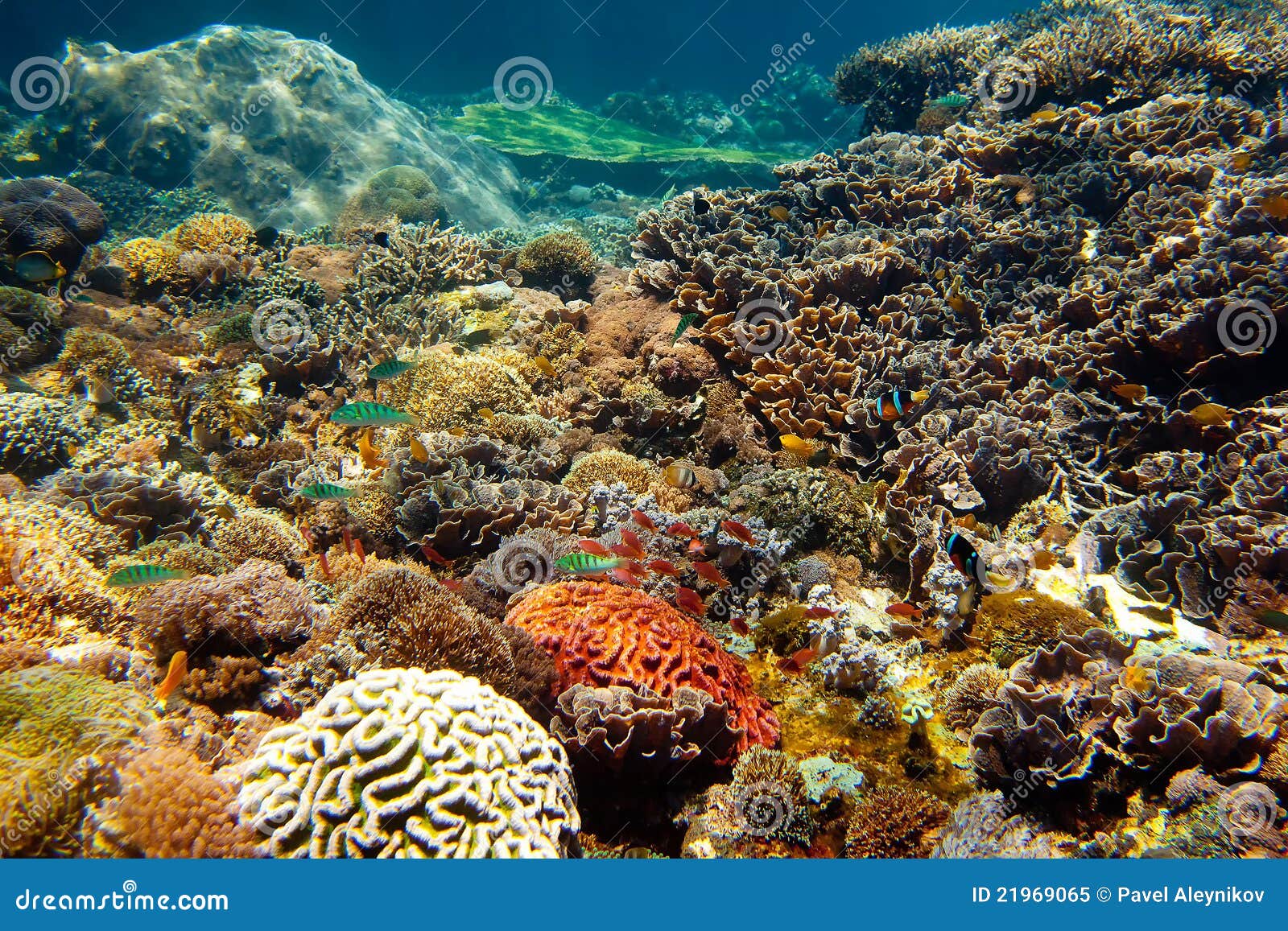 Underwater landscape stock image. Image of color, environment - 21969065