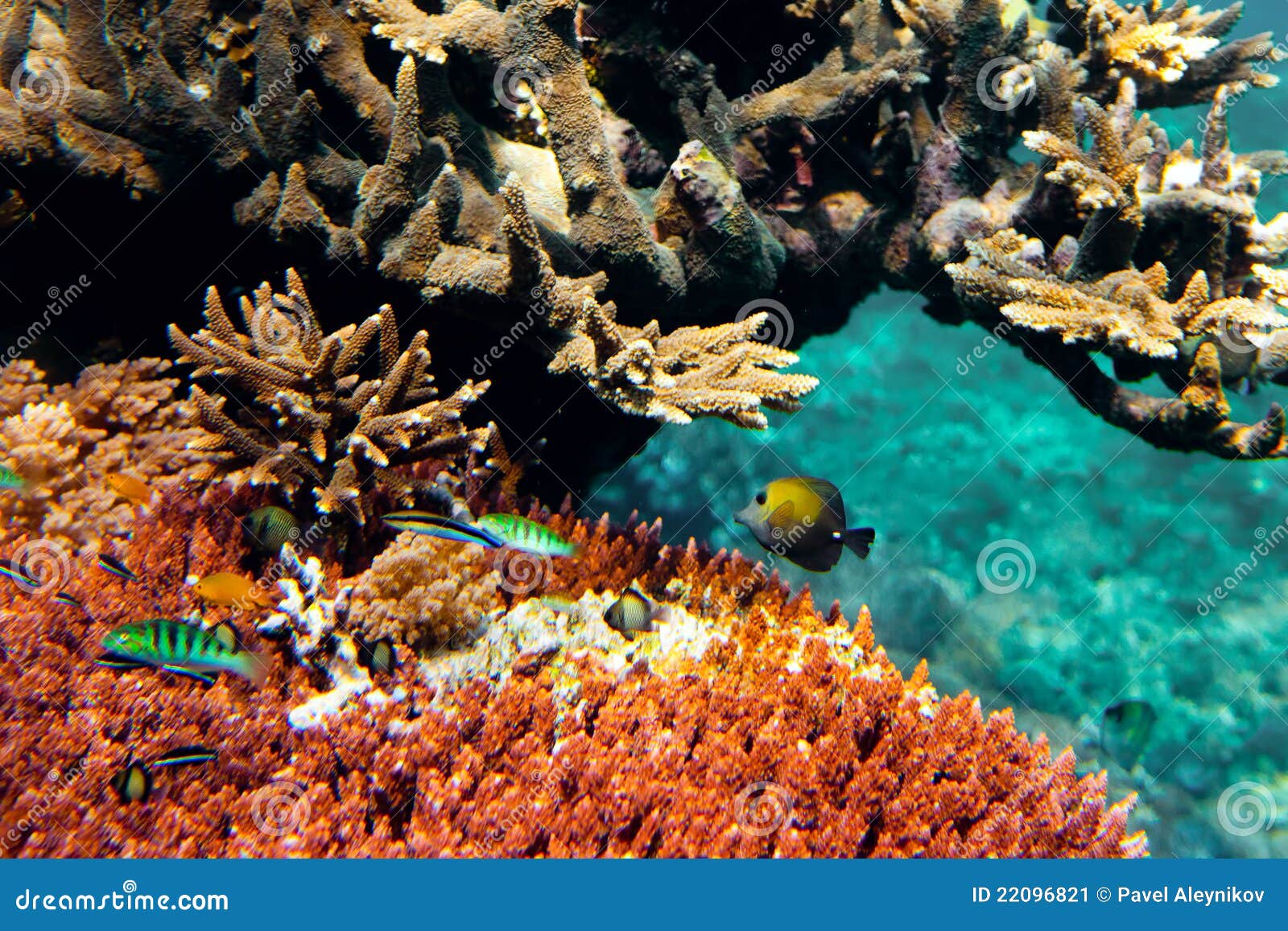 Underwater landscape stock image. Image of environment - 22096821