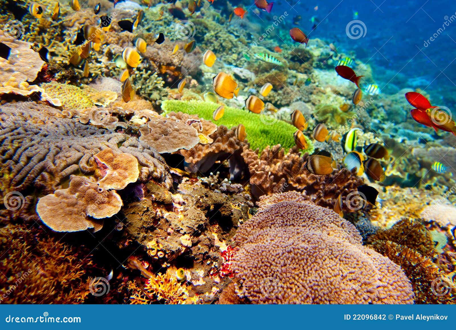 Underwater landscape stock photo. Image of camoflauge - 22096842