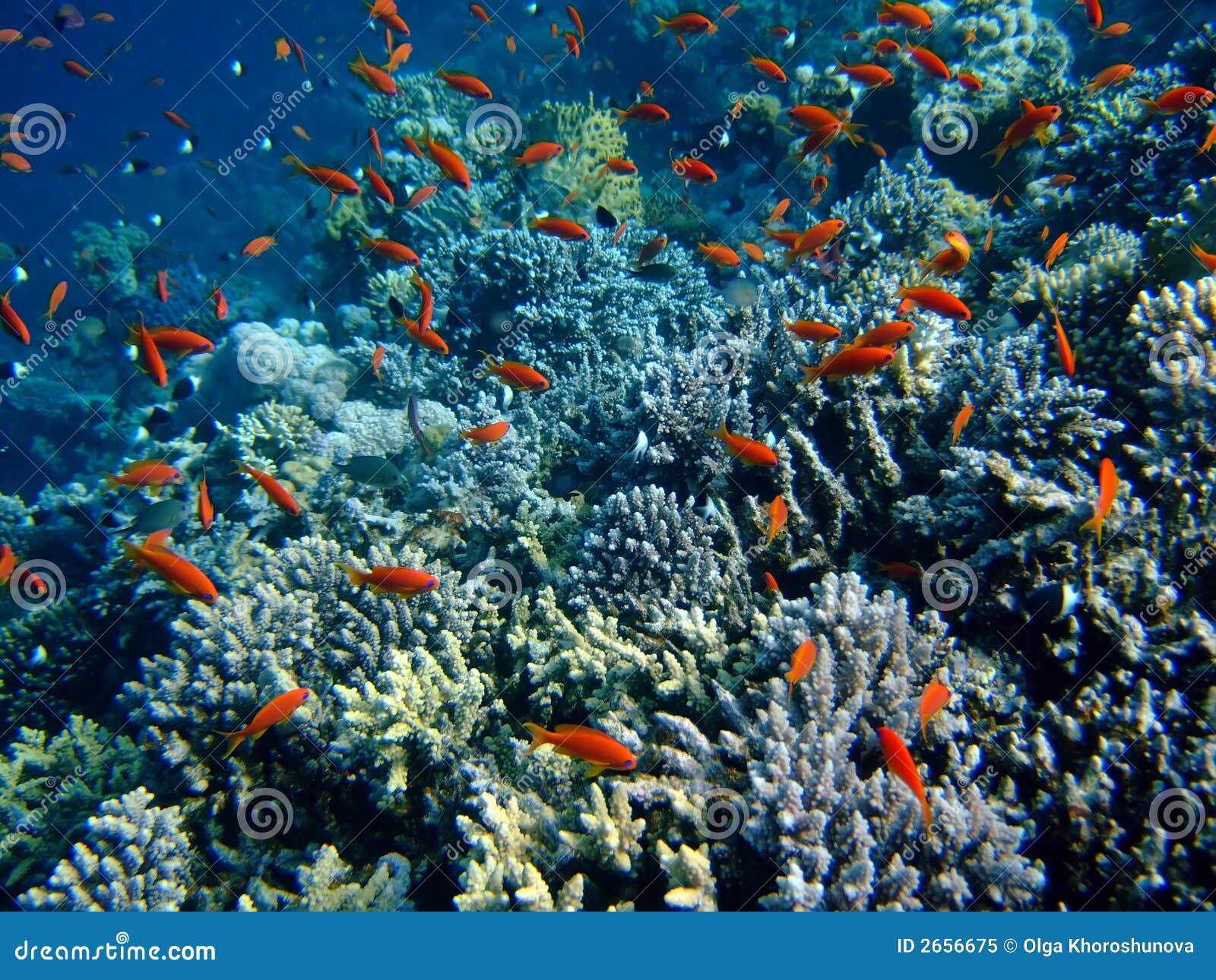Underwater landscape stock image. Image of saltwater, reef - 2656675