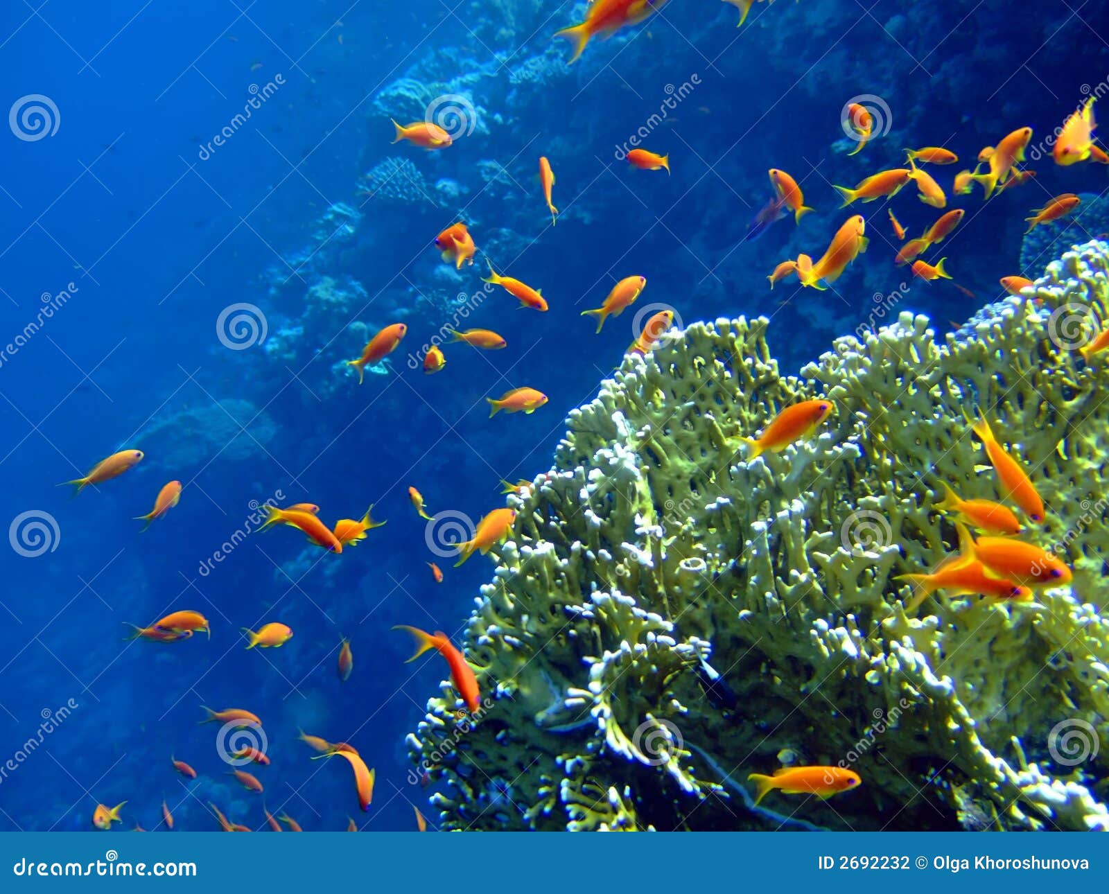 Underwater landscape stock photo. Image of scubadiving - 2692232