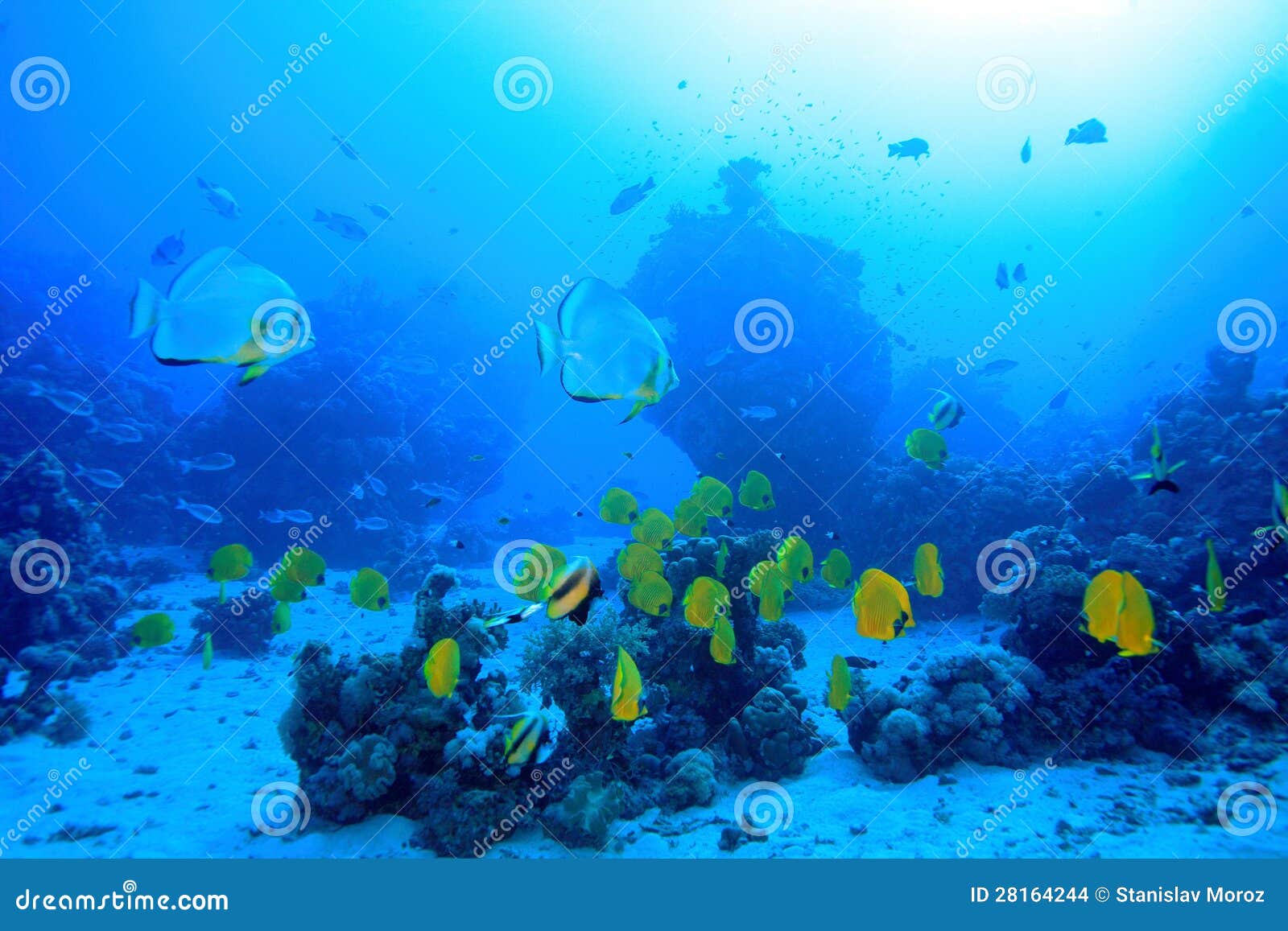 Underwater landscape stock photo. Image of soft, diving - 28164244