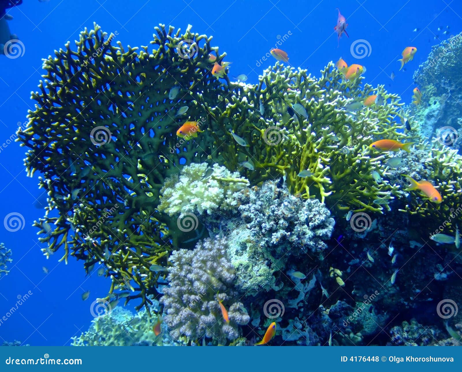 Underwater landscape stock photo. Image of deep, golden - 4176448