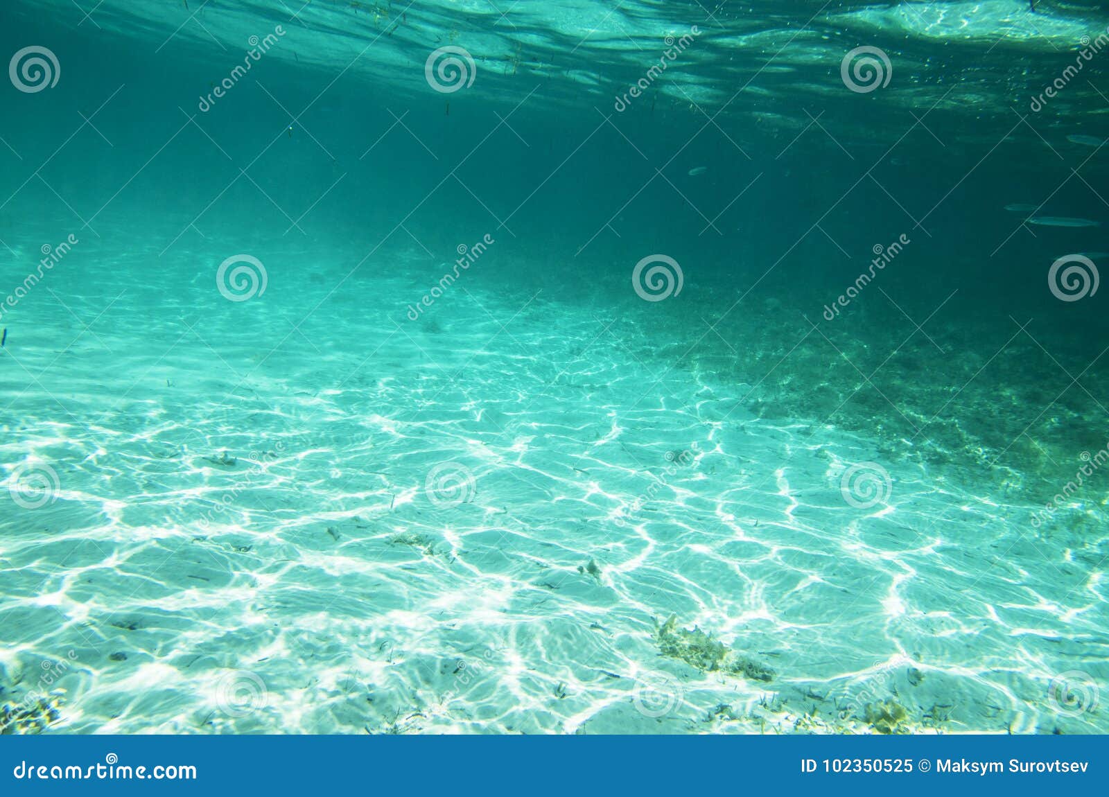 Underwater Landscape with Bottom Stock Image - Image of marine ...