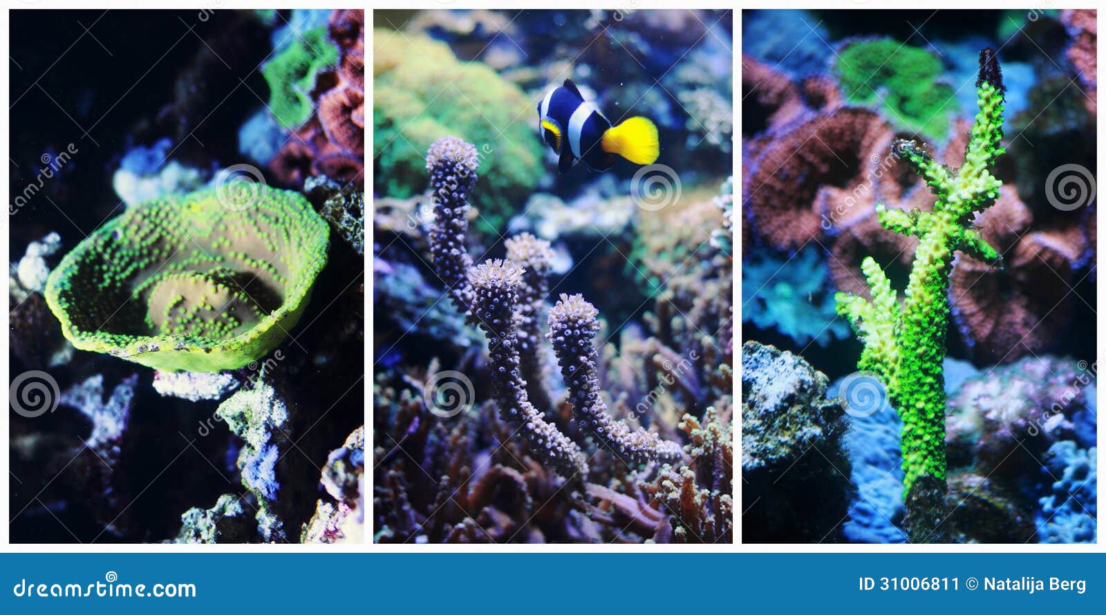 Underwater Landscape Collage Stock Image - Image of marine, landscape ...