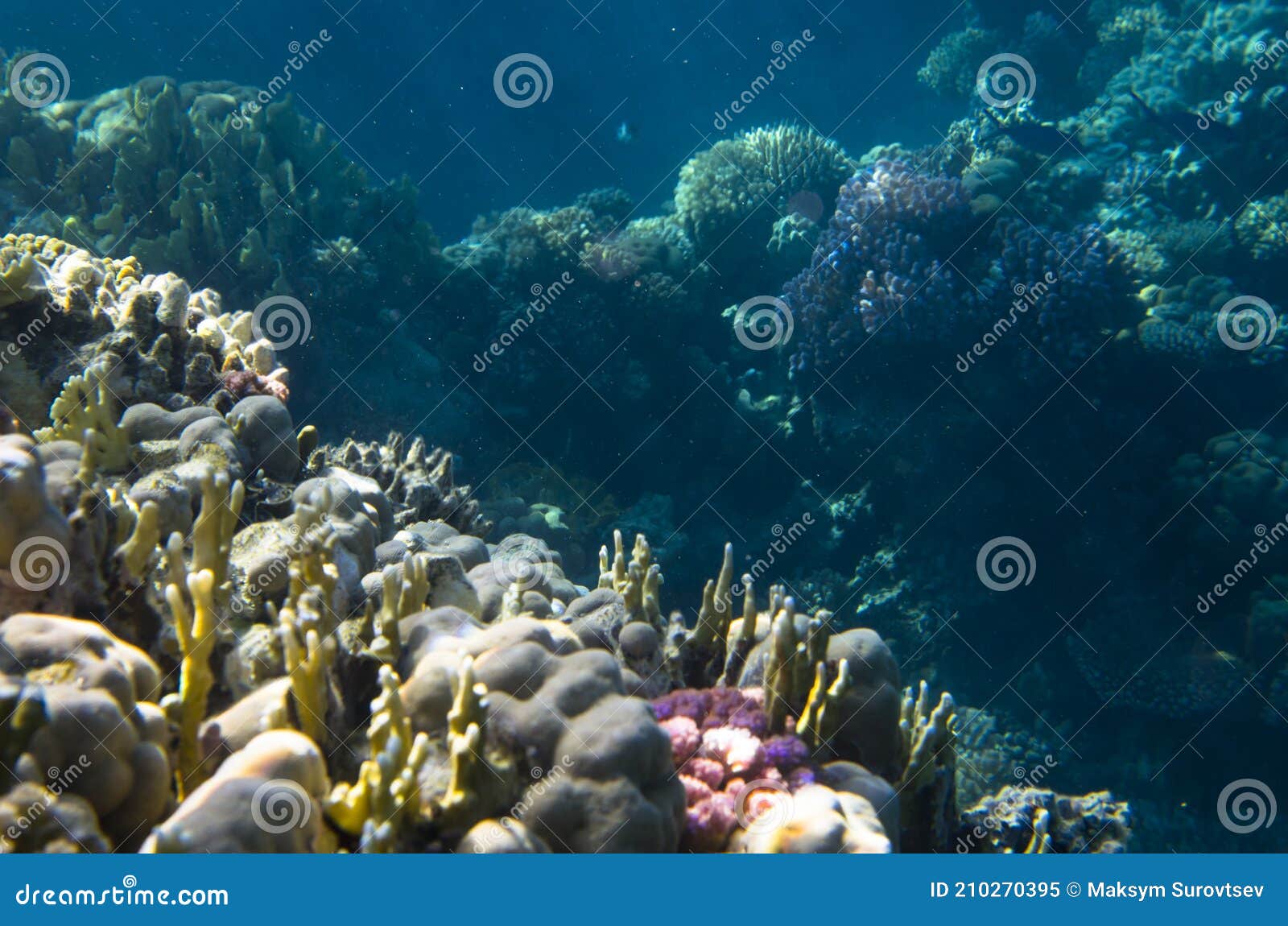 Underwater Landscape of Coral Reef Stock Image - Image of nature, diver ...