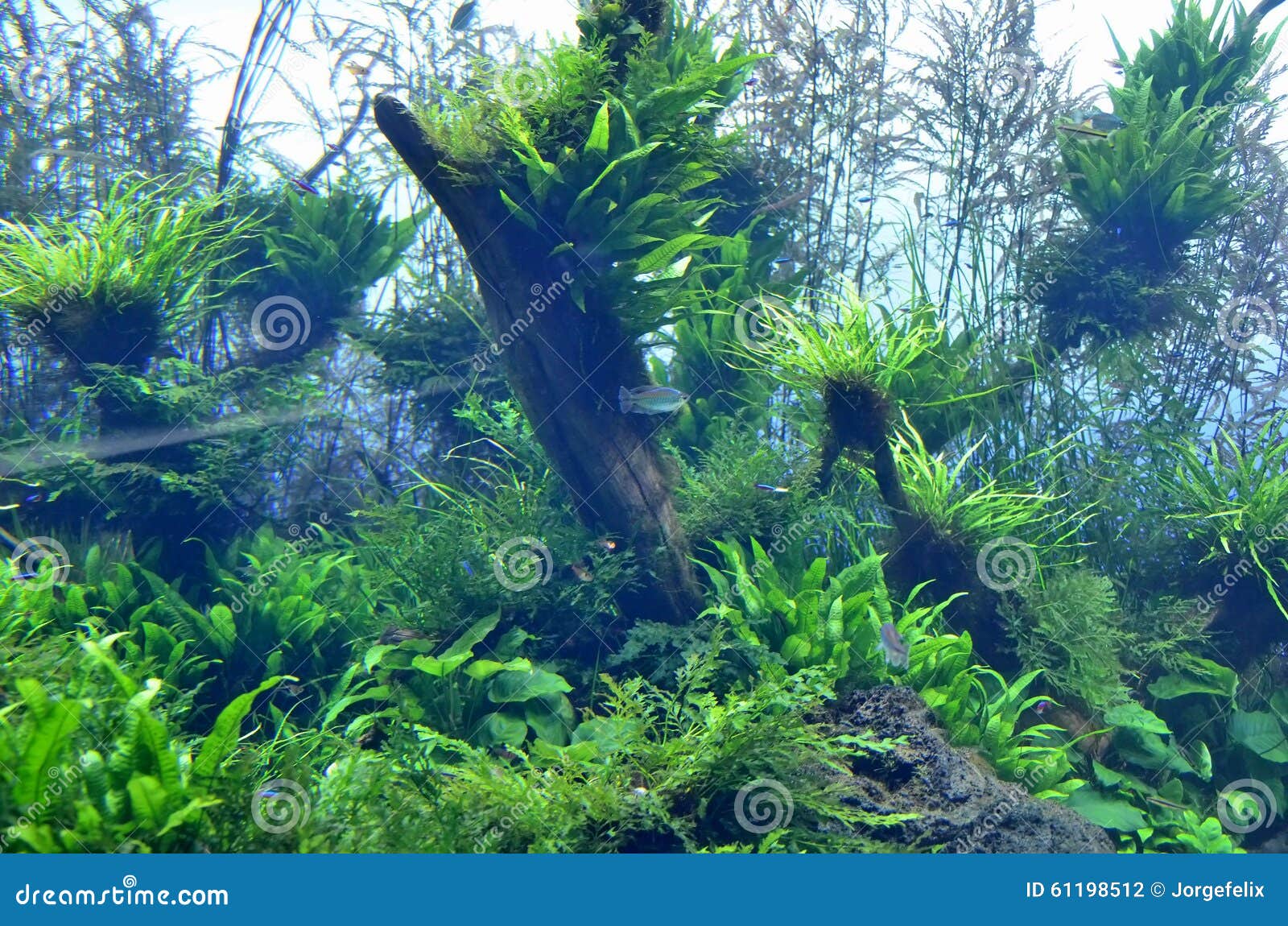 Underwater landscape stock photo. Image of marine, tree - 61198512