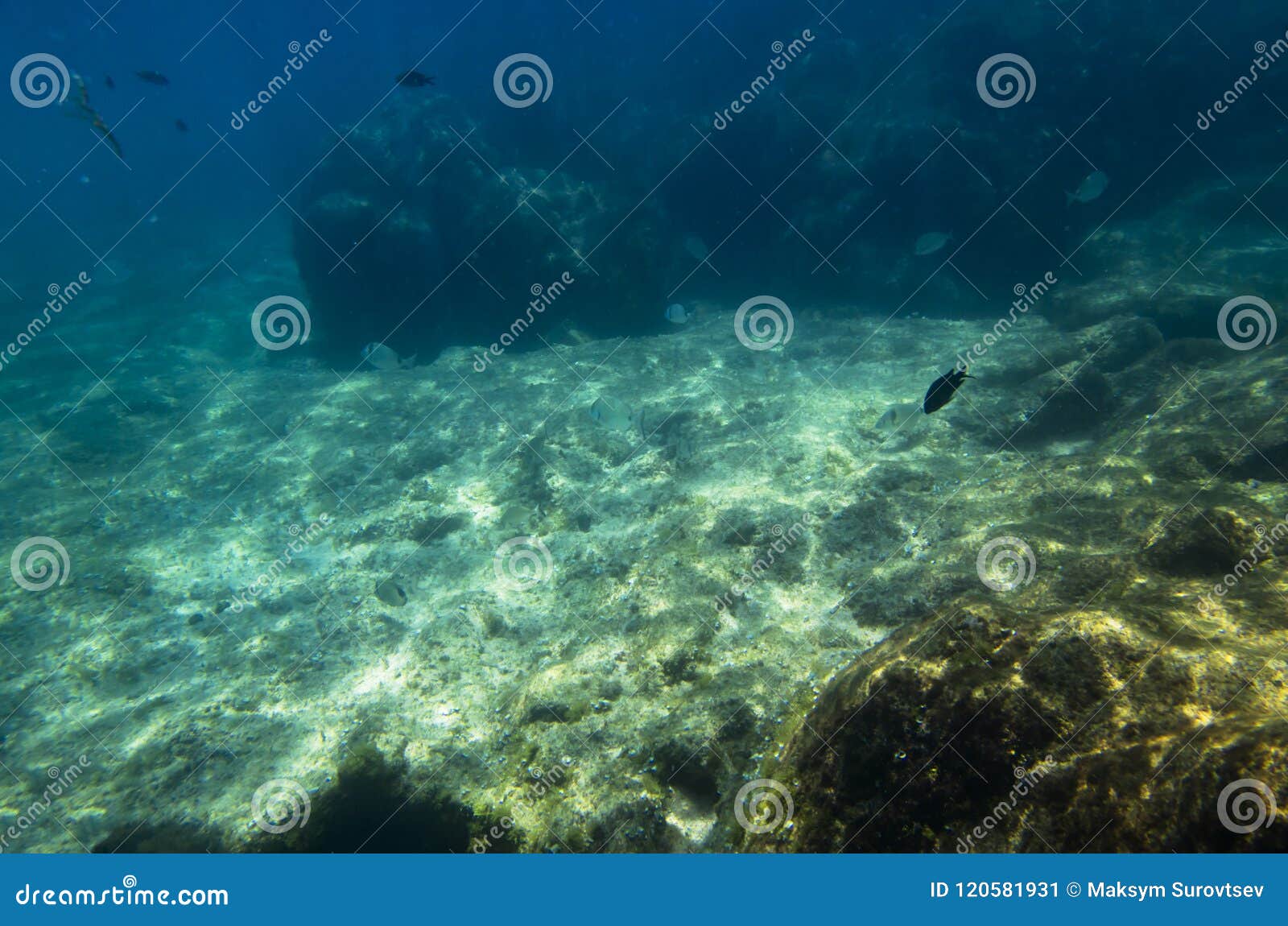 Underwater Landscape with Fish Stock Image - Image of abstract, diving ...