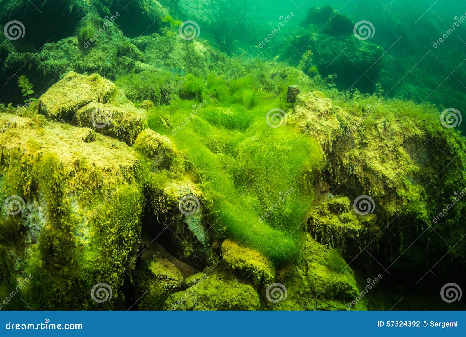 Underwater landscape stock photo. Image of fabulous, moss - 57324392