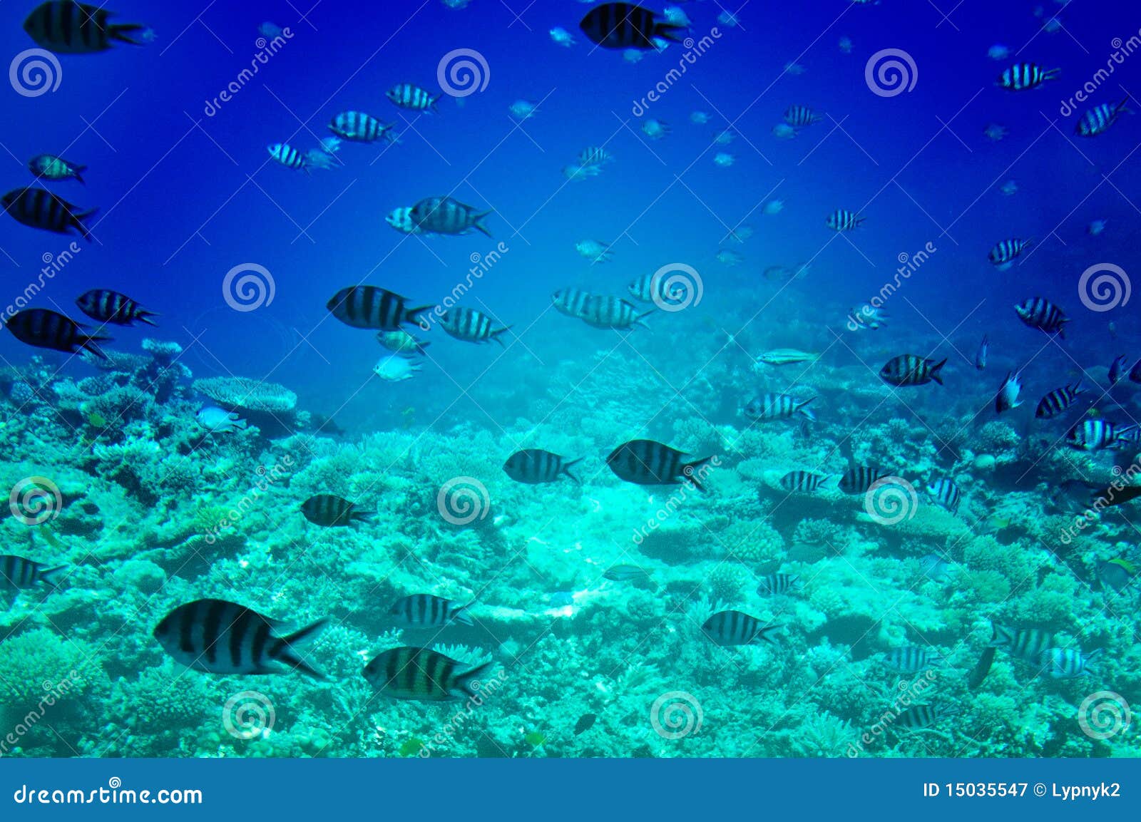 Underwater Landscape of Red Sea. Stock Image - Image of reef, deep ...