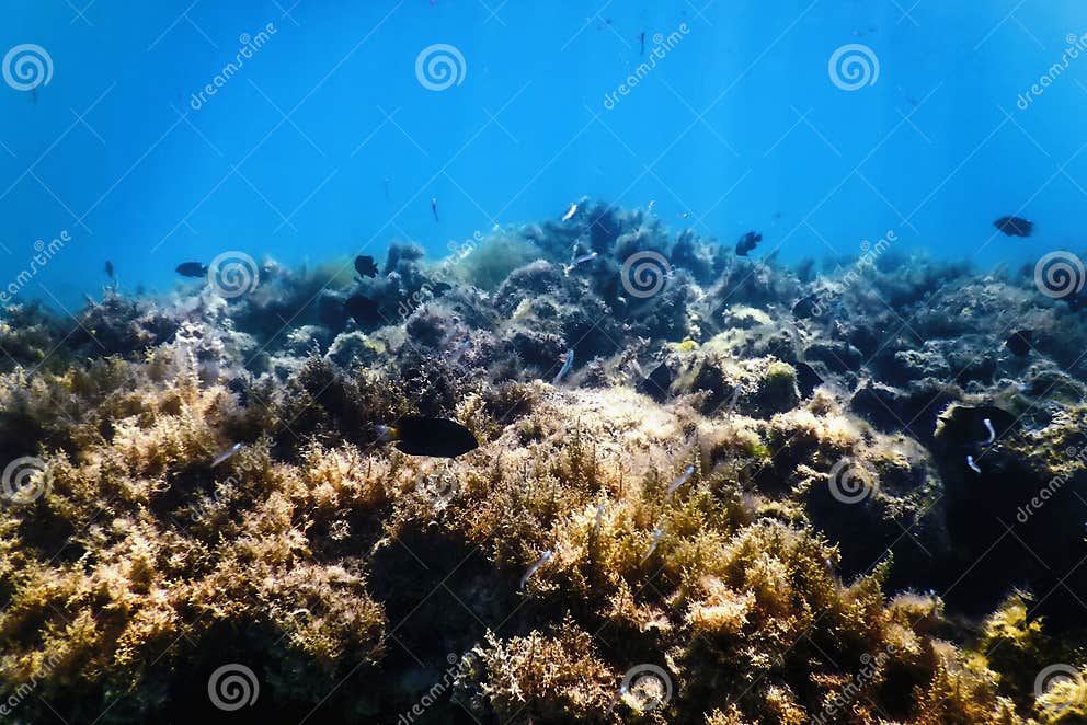 Underwater Landscape Reef with Algae, Blue Underwater Stock Image ...