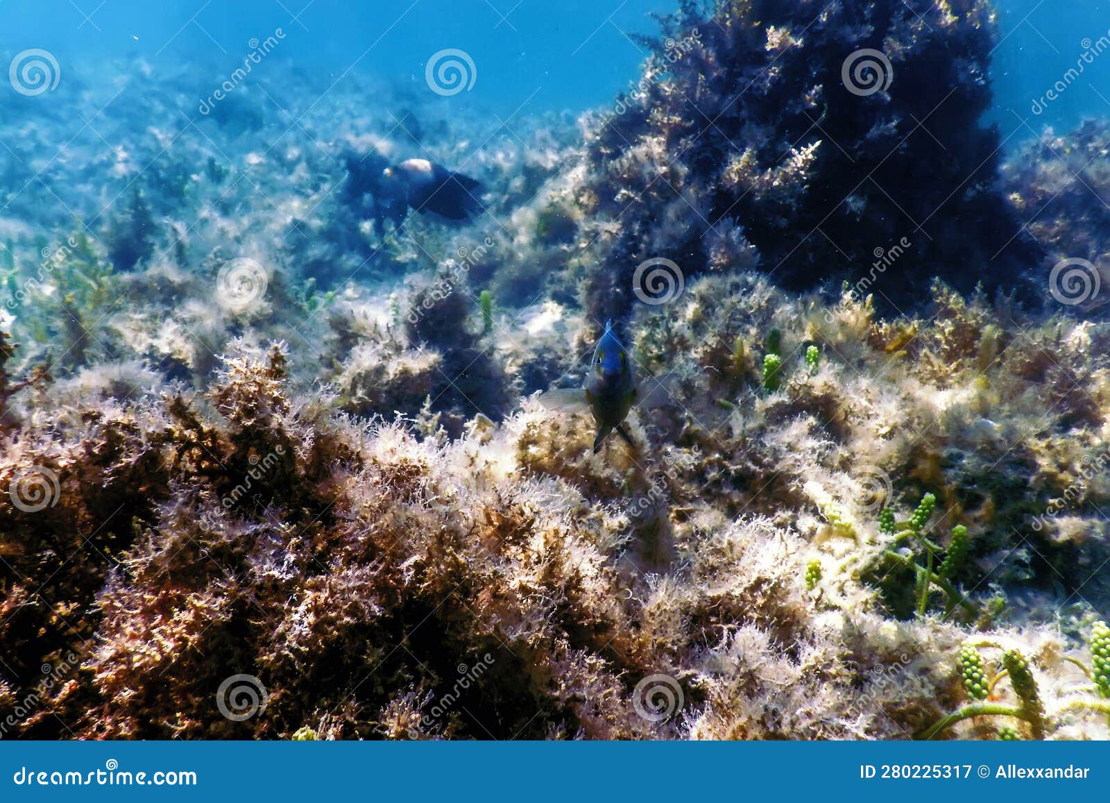 Underwater Landscape Reef with Algae, Blue Underwater Stock Image ...