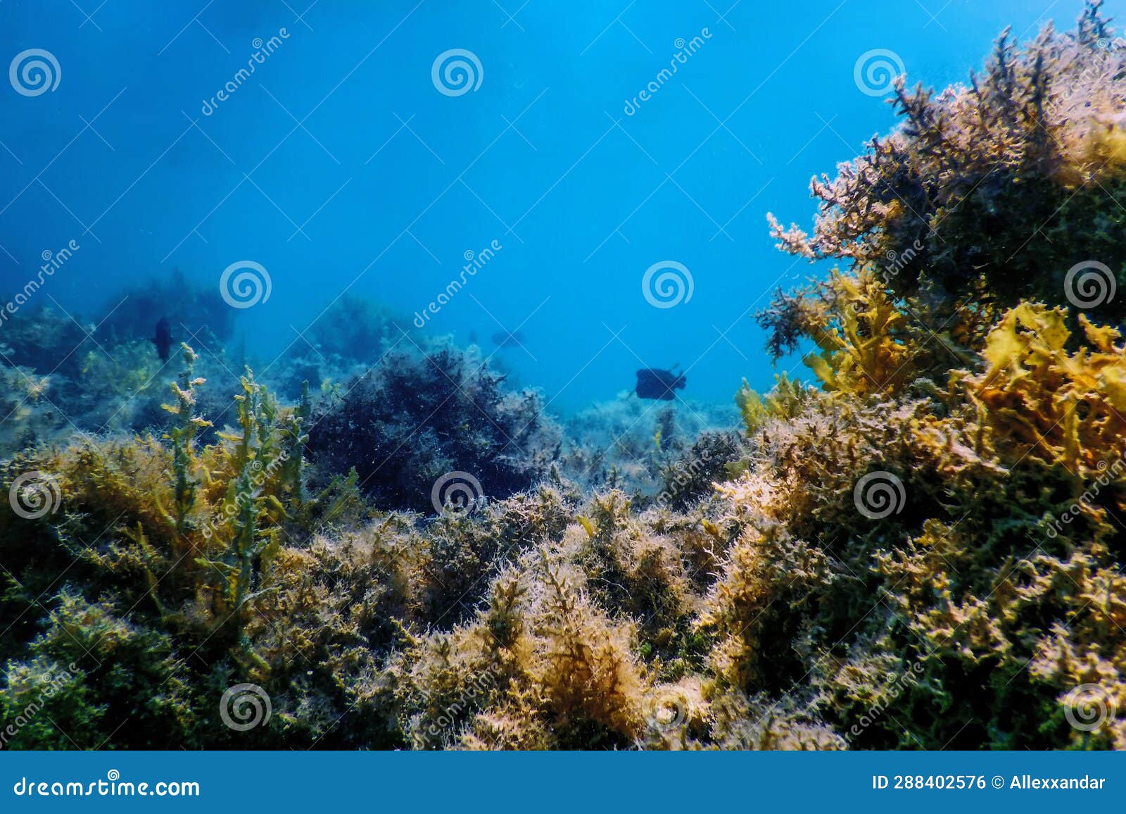 Underwater Landscape Reef with Algae, Blue Underwater Stock Photo ...