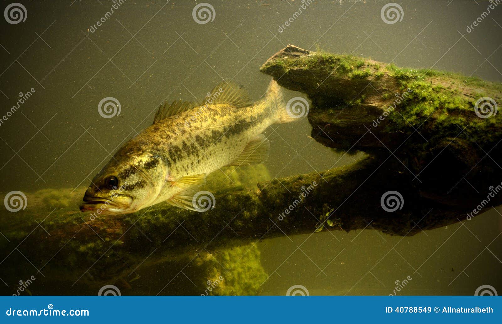 Underwater Largemouth Bass Fish Stock Photo | CartoonDealer.com #39265152
