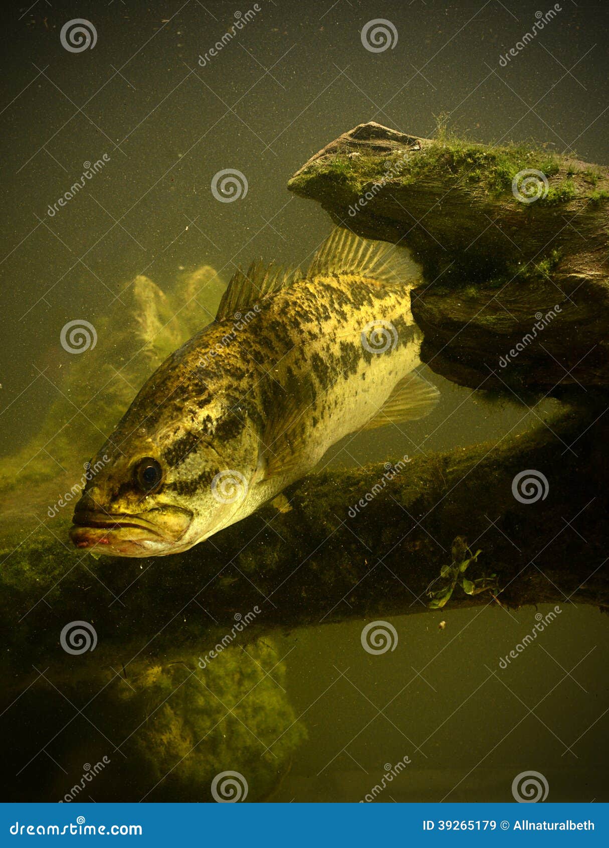 Underwater Largemouth Bass Fish Stock Photo | CartoonDealer.com #39265152