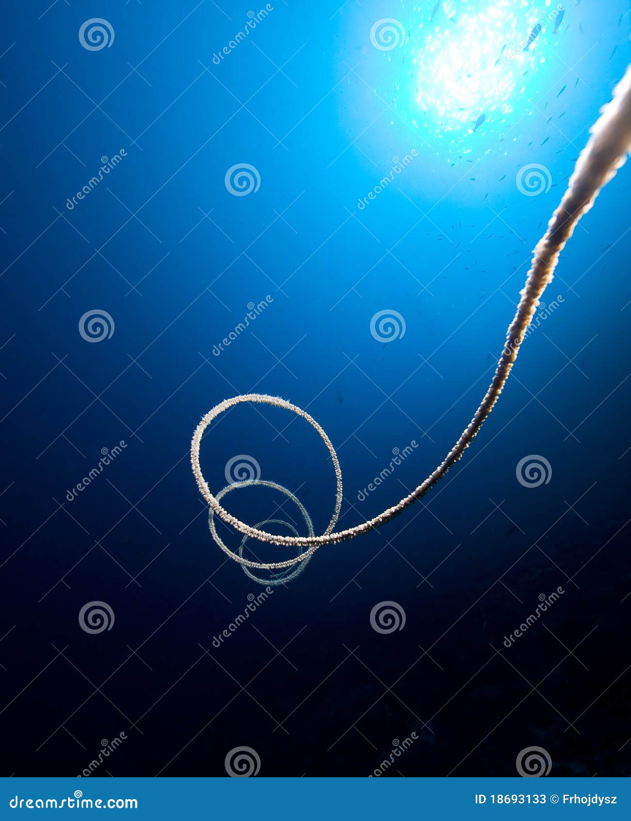 Underwater life stock image. Image of sand, nature, splash - 18693133