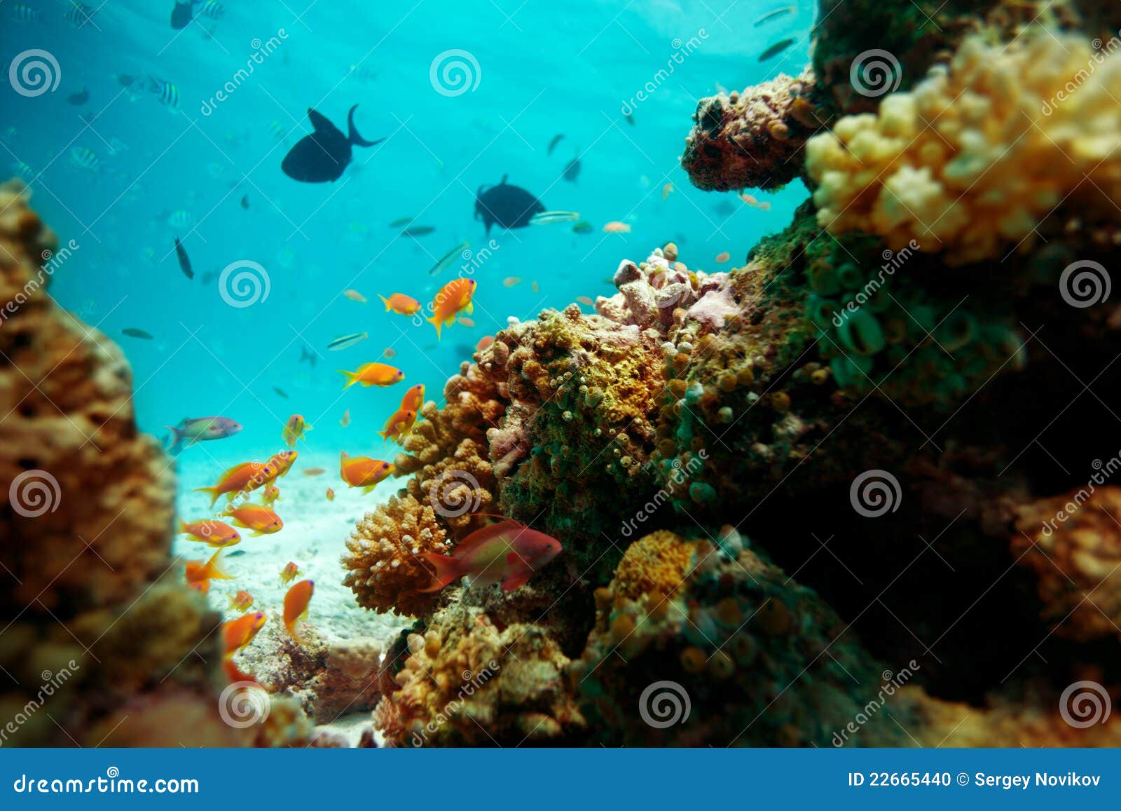 Underwater life stock photo. Image of colorful, ocean - 22665440