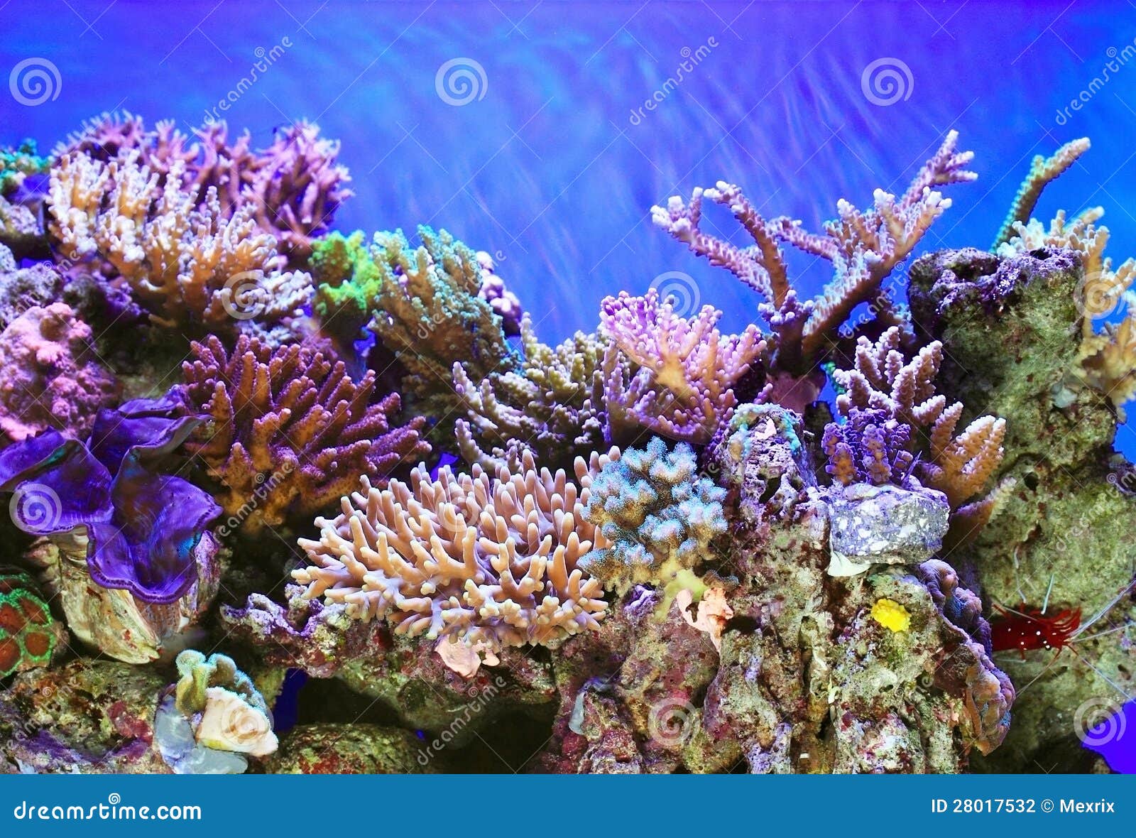 Underwater life stock photo. Image of fish, natural, diving - 28017532