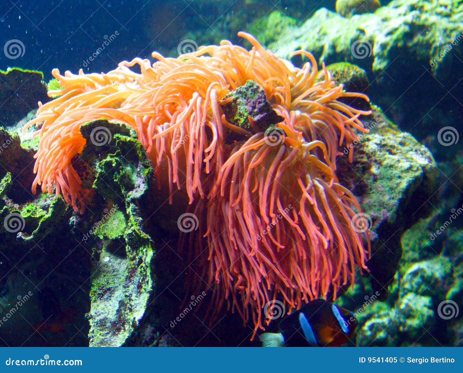 Underwater Plants Growing Sea Ocean Bed Stock Photos - Free & Royalty ...