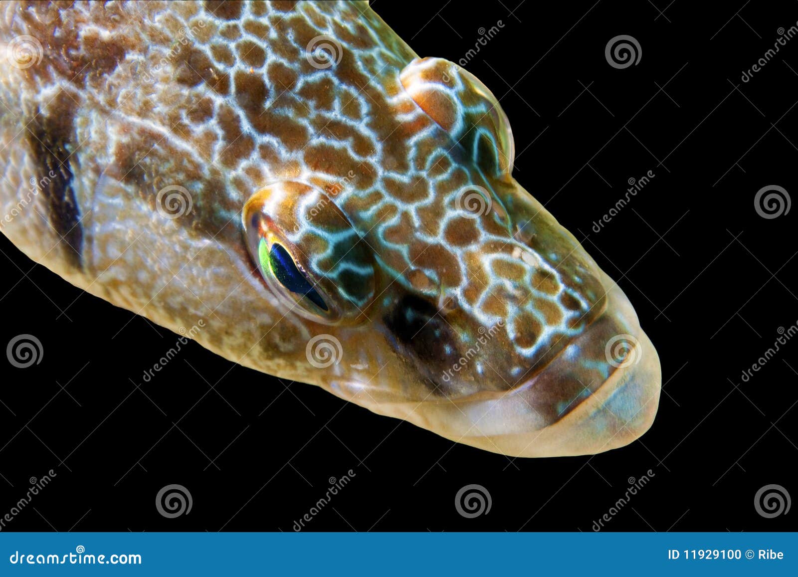 Underwater Life - Comber stock photo. Image of diver - 11929100